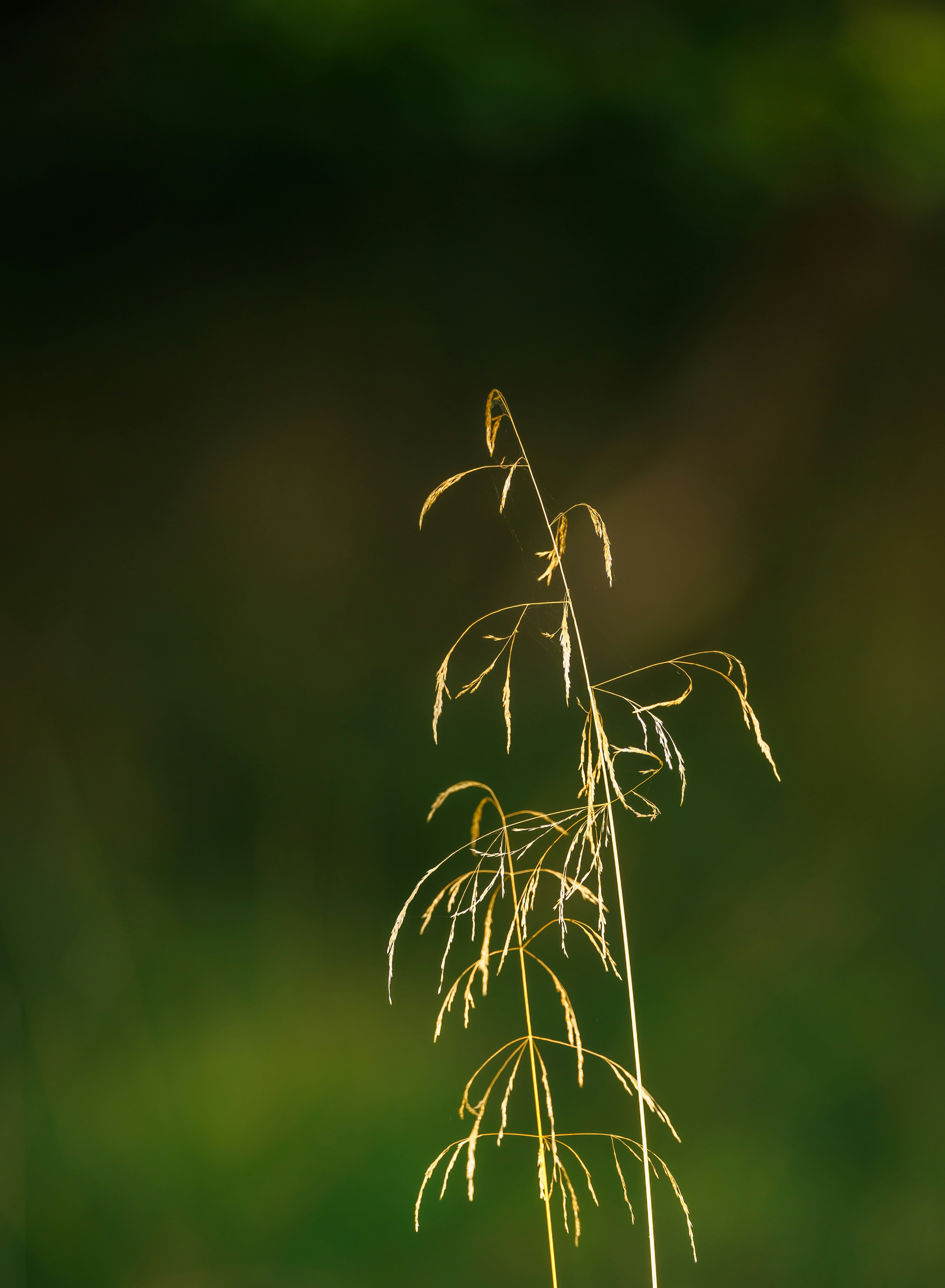 A plant with long thin leaves in a field photo – Free Plant Image on ...
