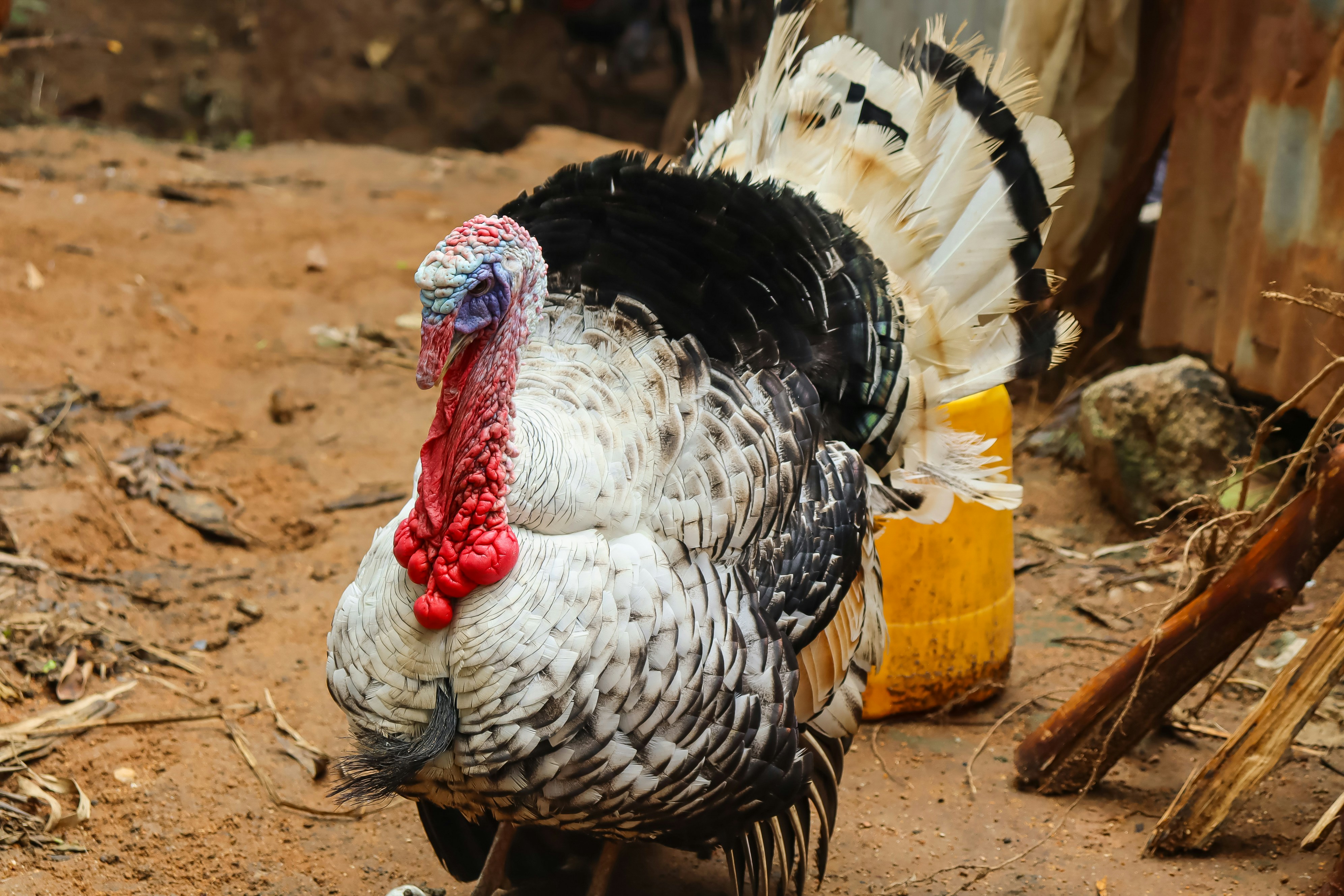 A close up of a turkey on a dirt ground photo – Free Turkey Image on ...