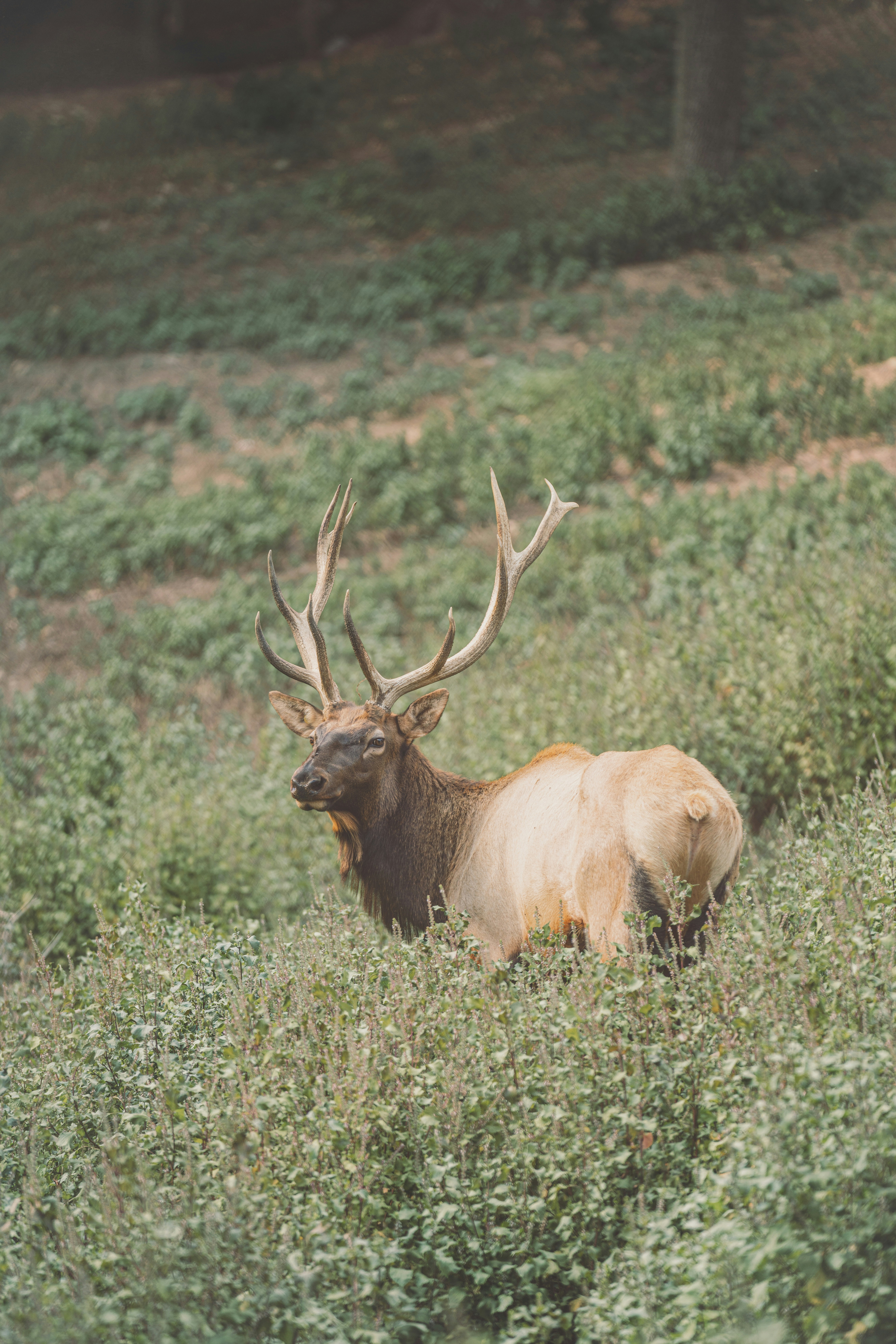 Velvet King in a Meadow of Quiet Light