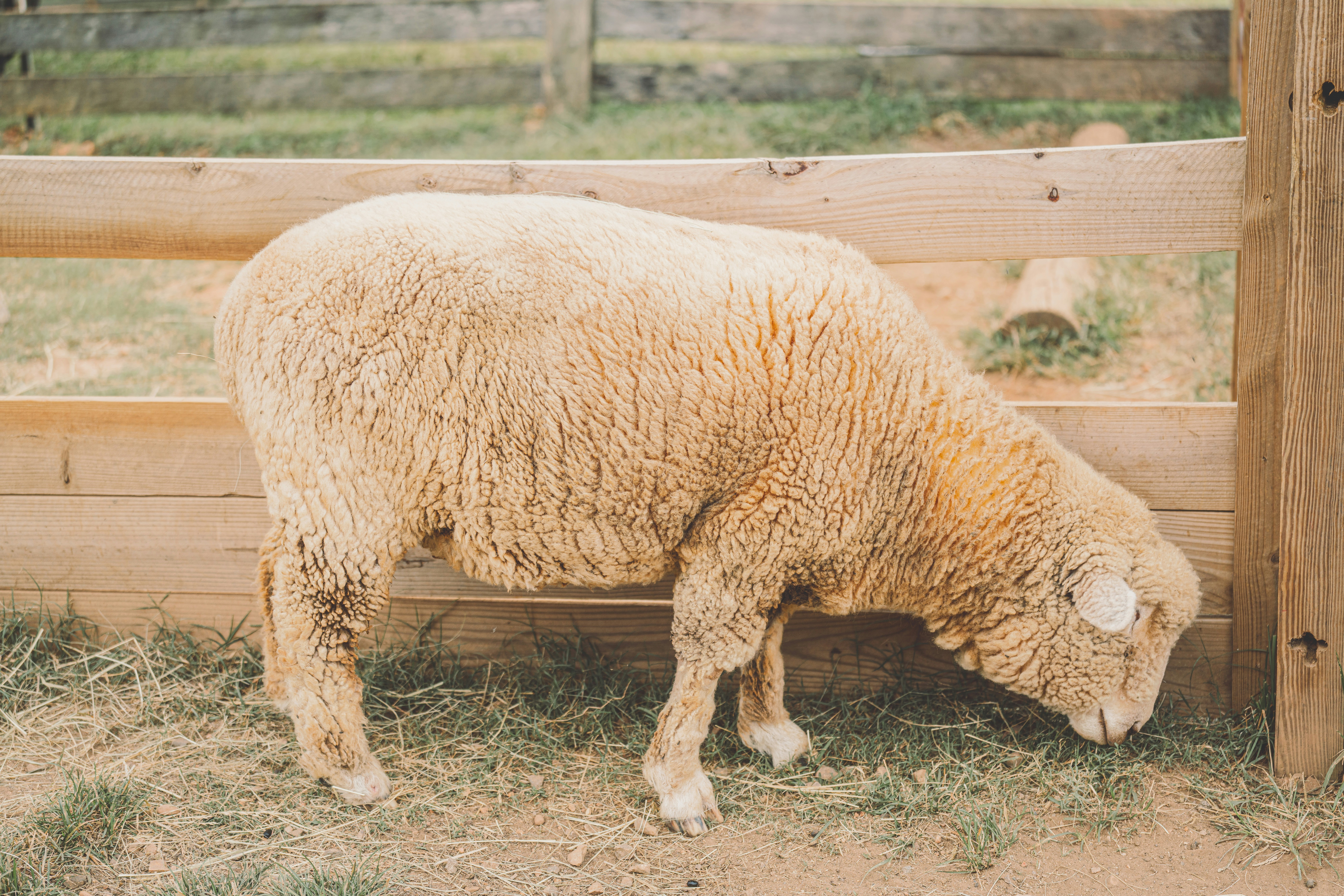Pasture Bound: A Woolly Head Down Amid Wooden Fences
