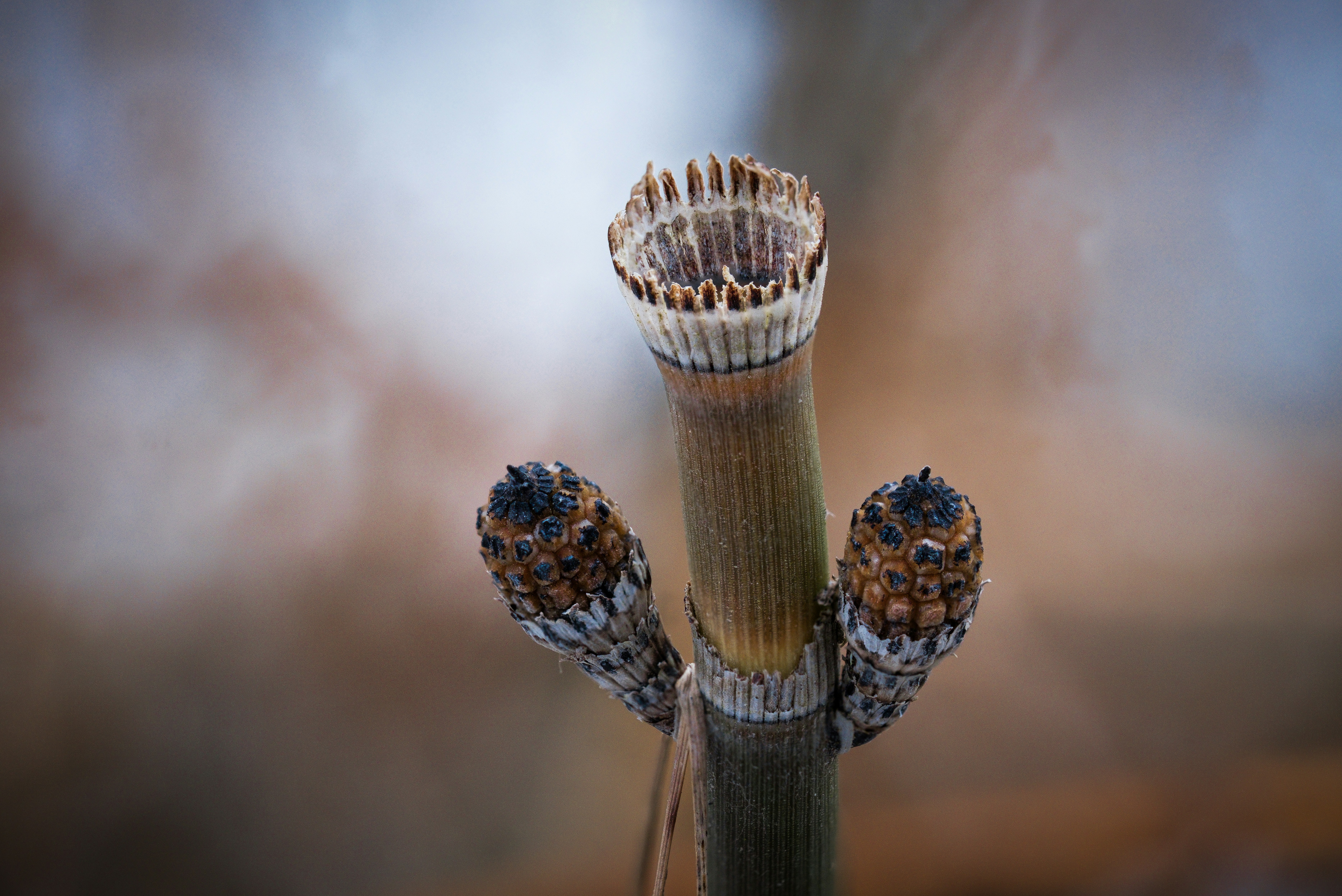 Crowned Buds: A Macro Portrait of Buds Ready to Bloom