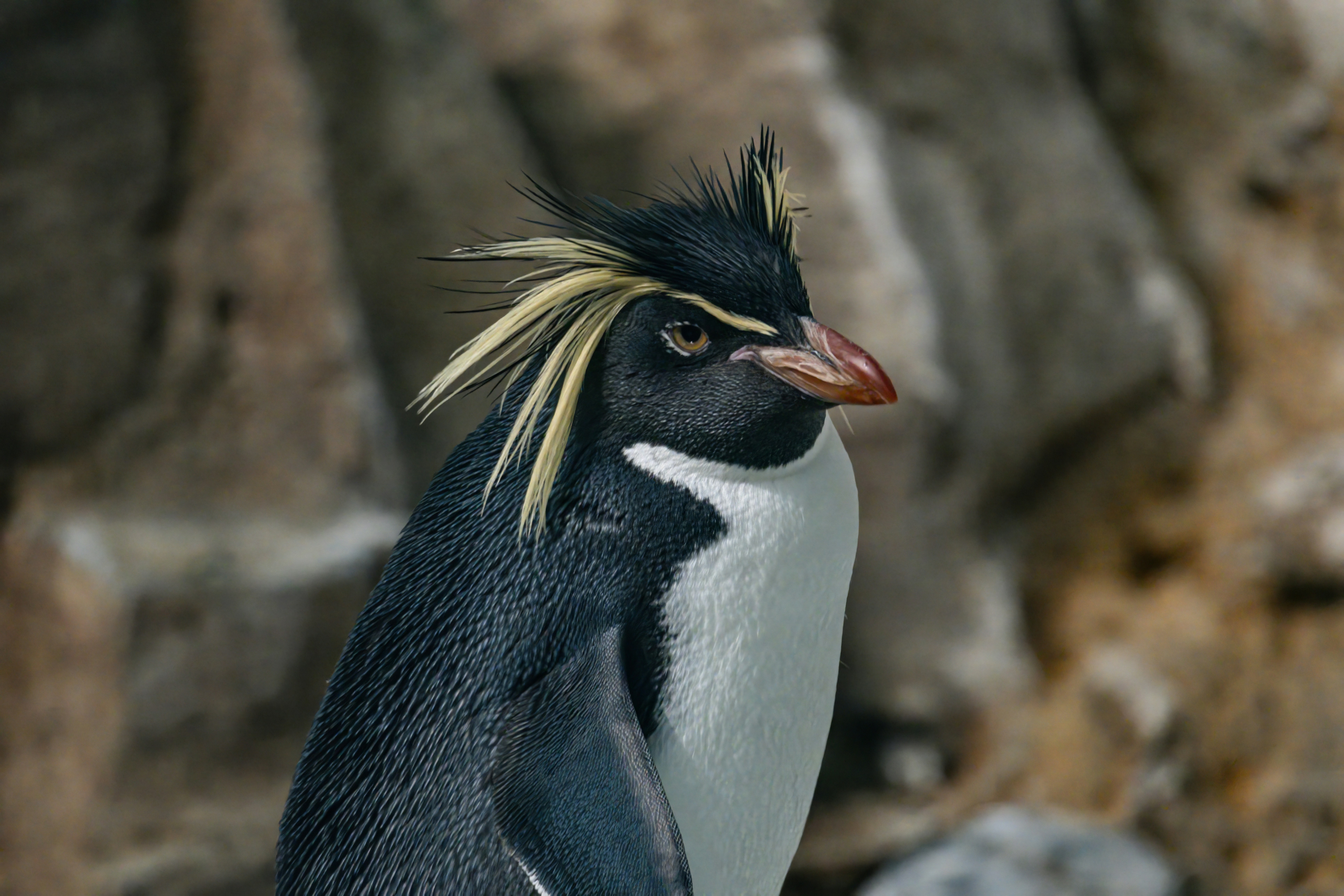 A black and white penguin with a yellow mohawk photo – Free Animal ...