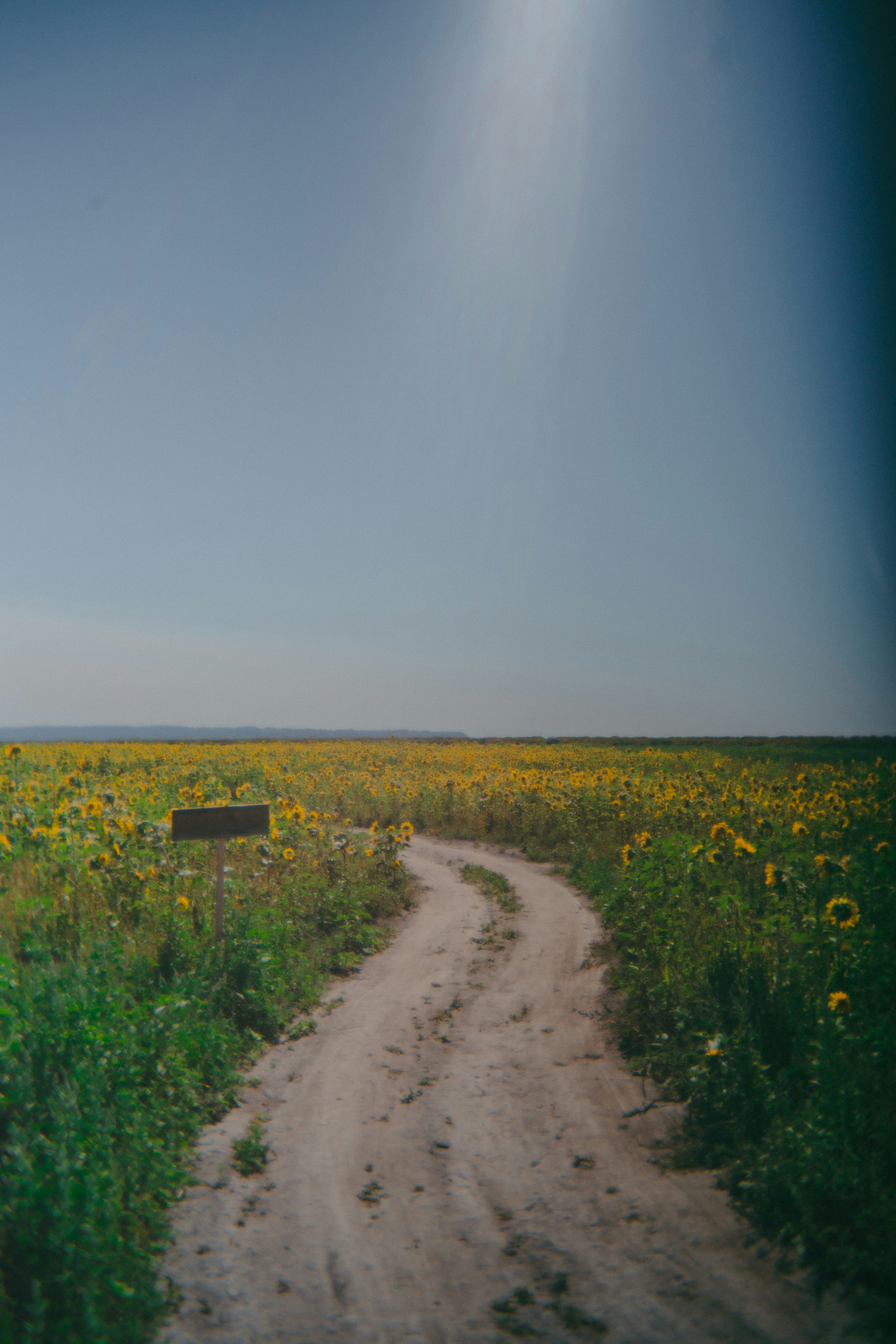 Curving Dirt Path Through a Sea of Sunflowers