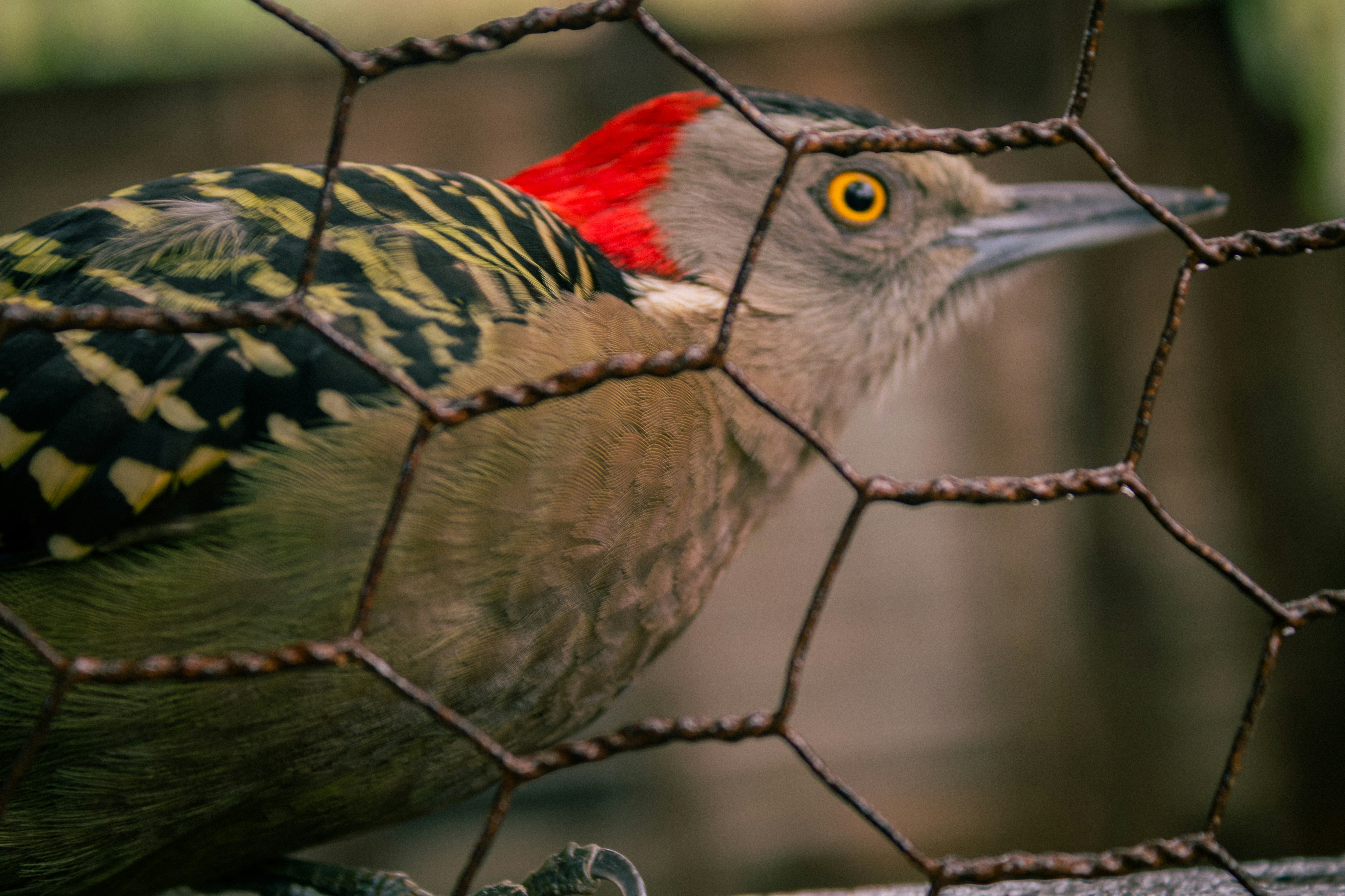 Crimson Crest Through Wire: Hoopoe Gaze in a Mesh Frame