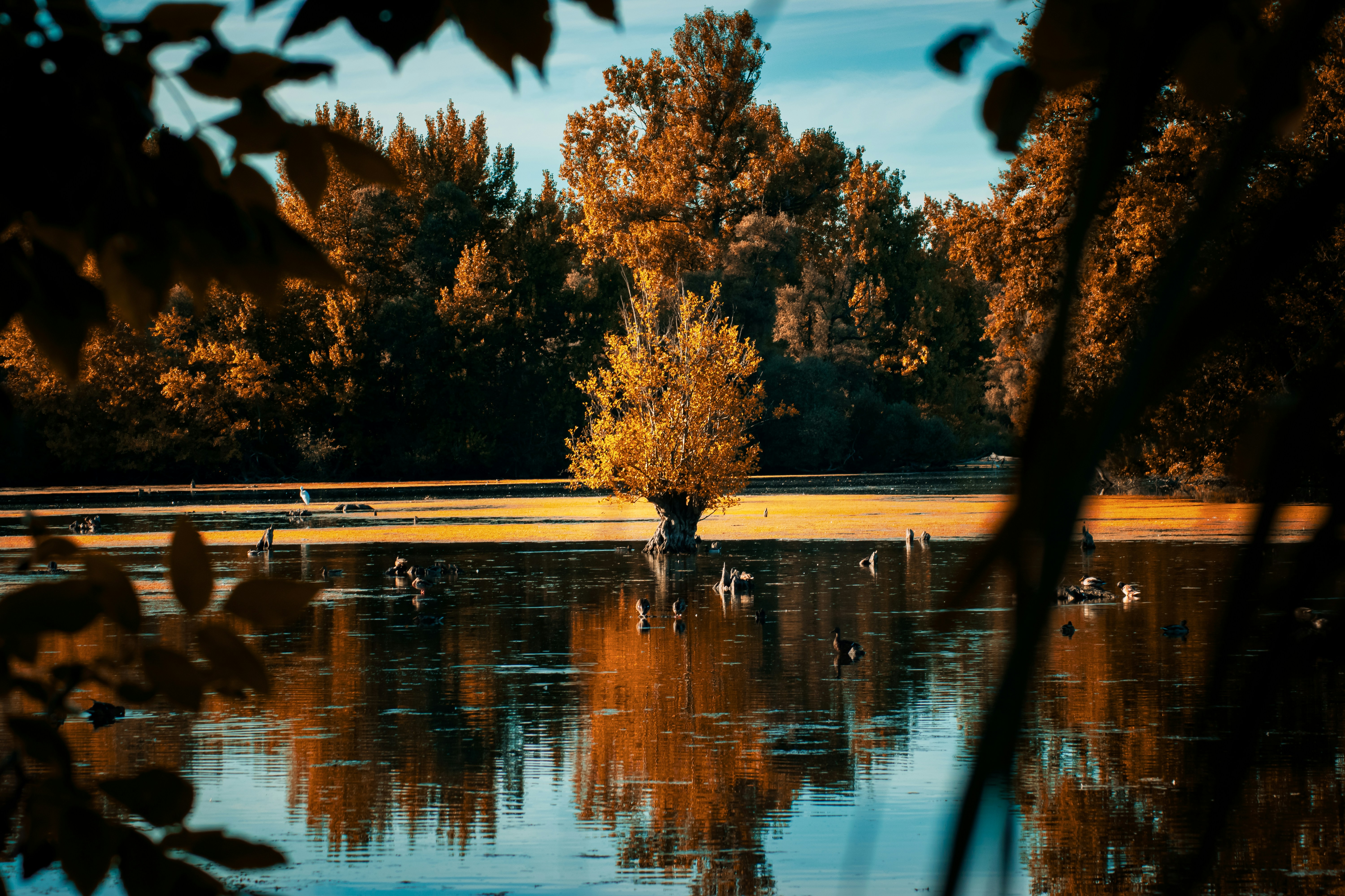 Lone Tree in a Quiet Lake: Autumn Reflections