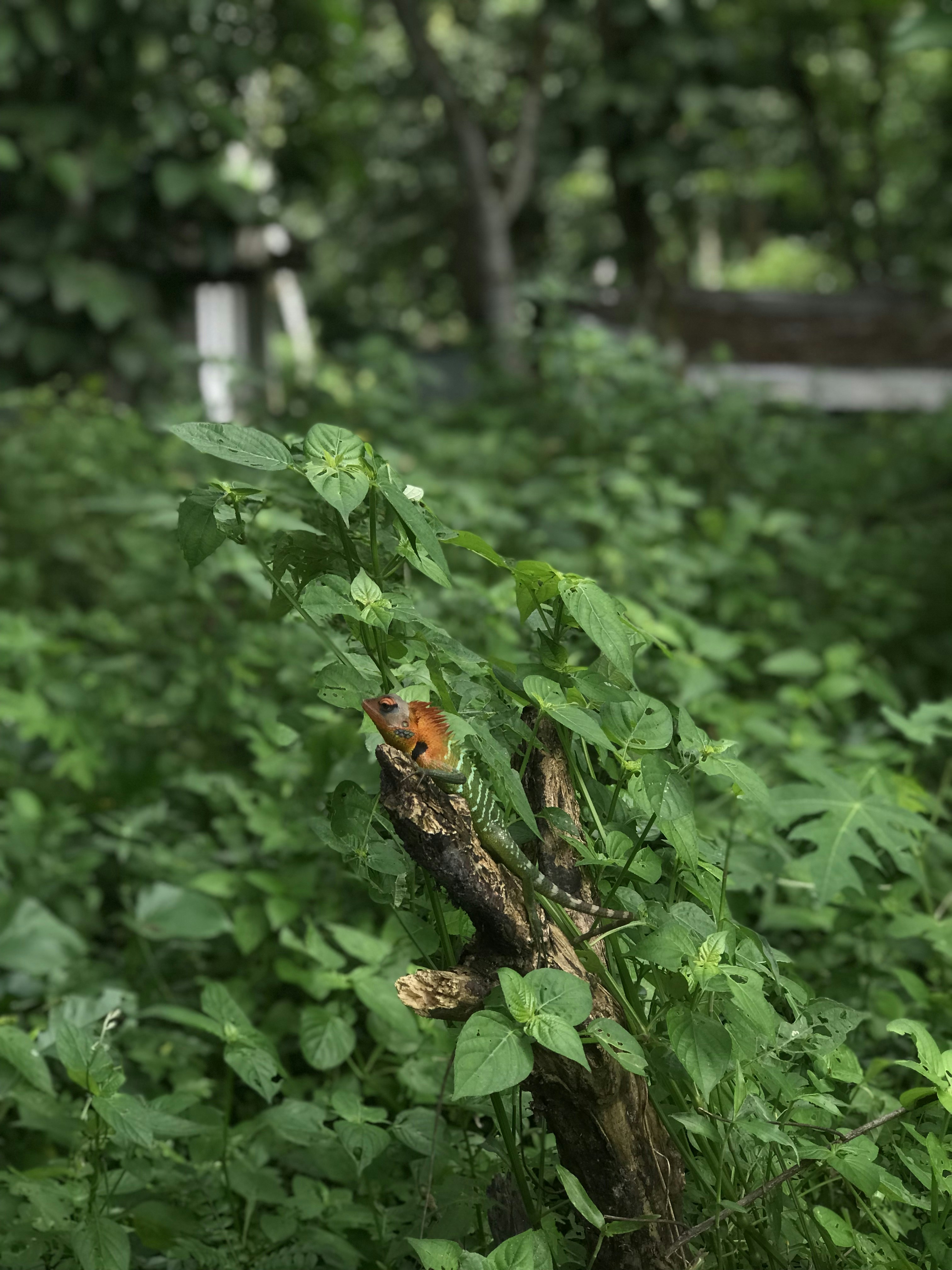 Orange butterfly on a weathered branch amid a lush green thicket