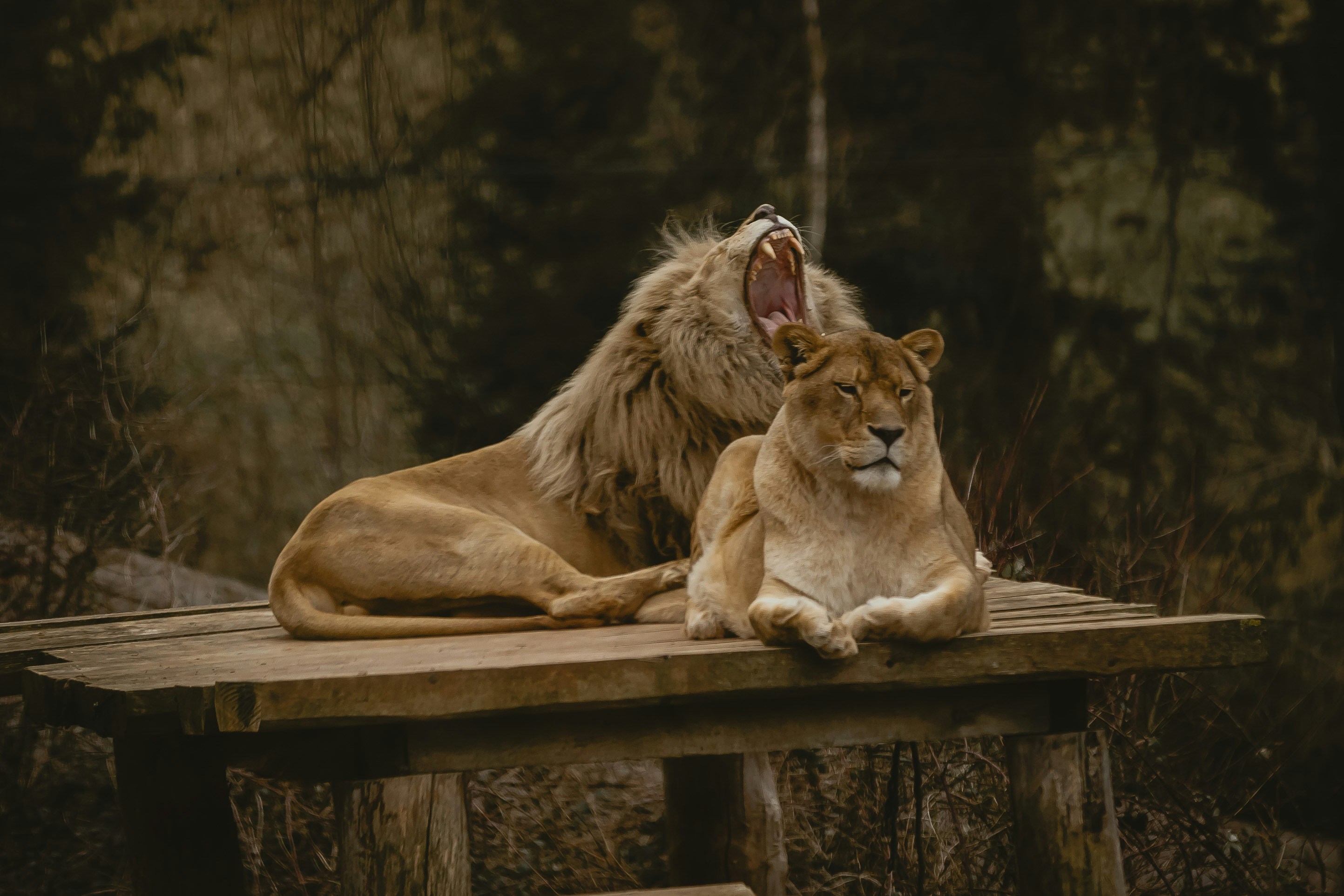 A lion and a lioness sitting on a table photo – Free Animal Image on ...