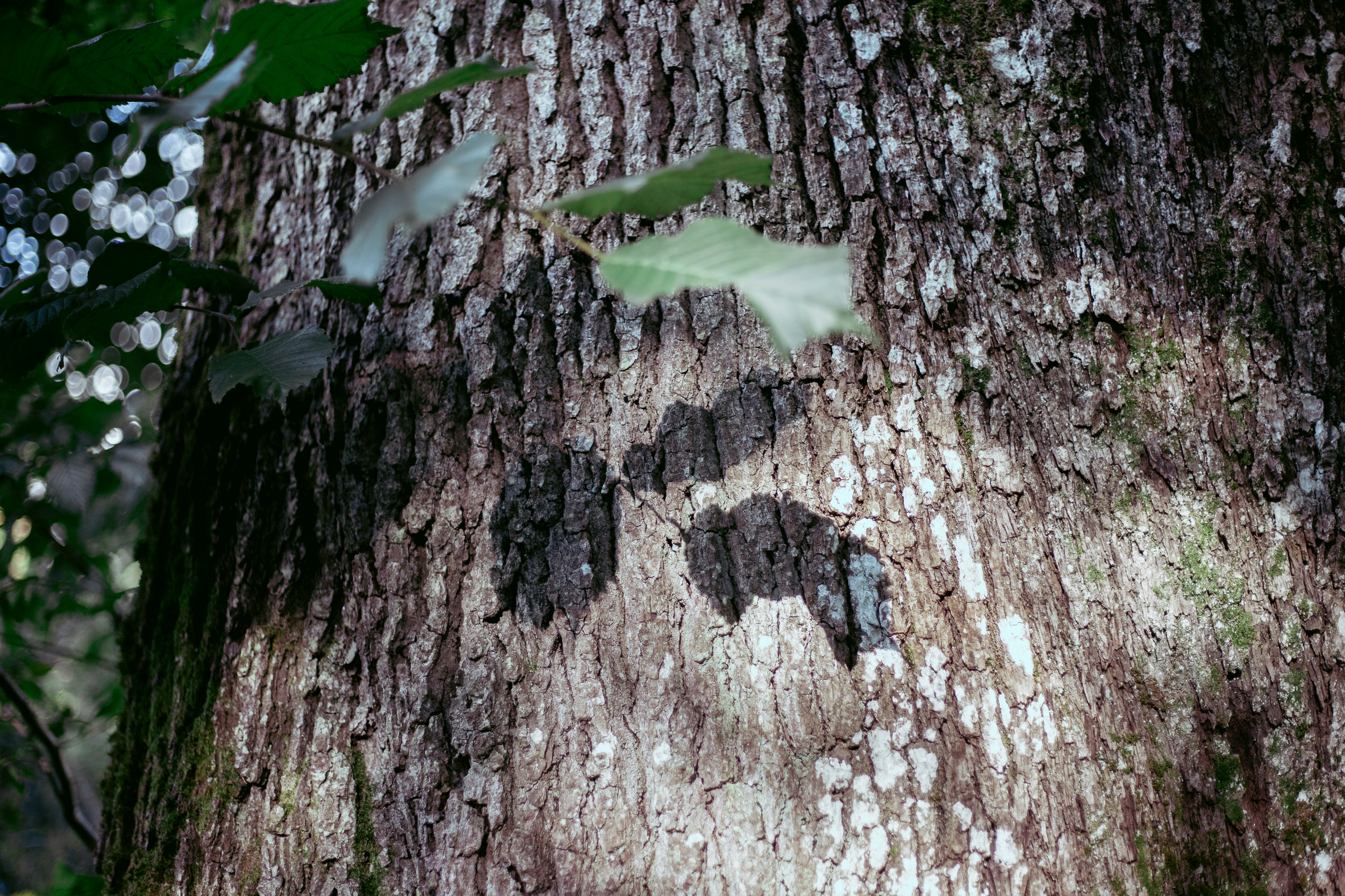 Texture Study: Lichen-Streaked Bark in Quiet Forest Light
