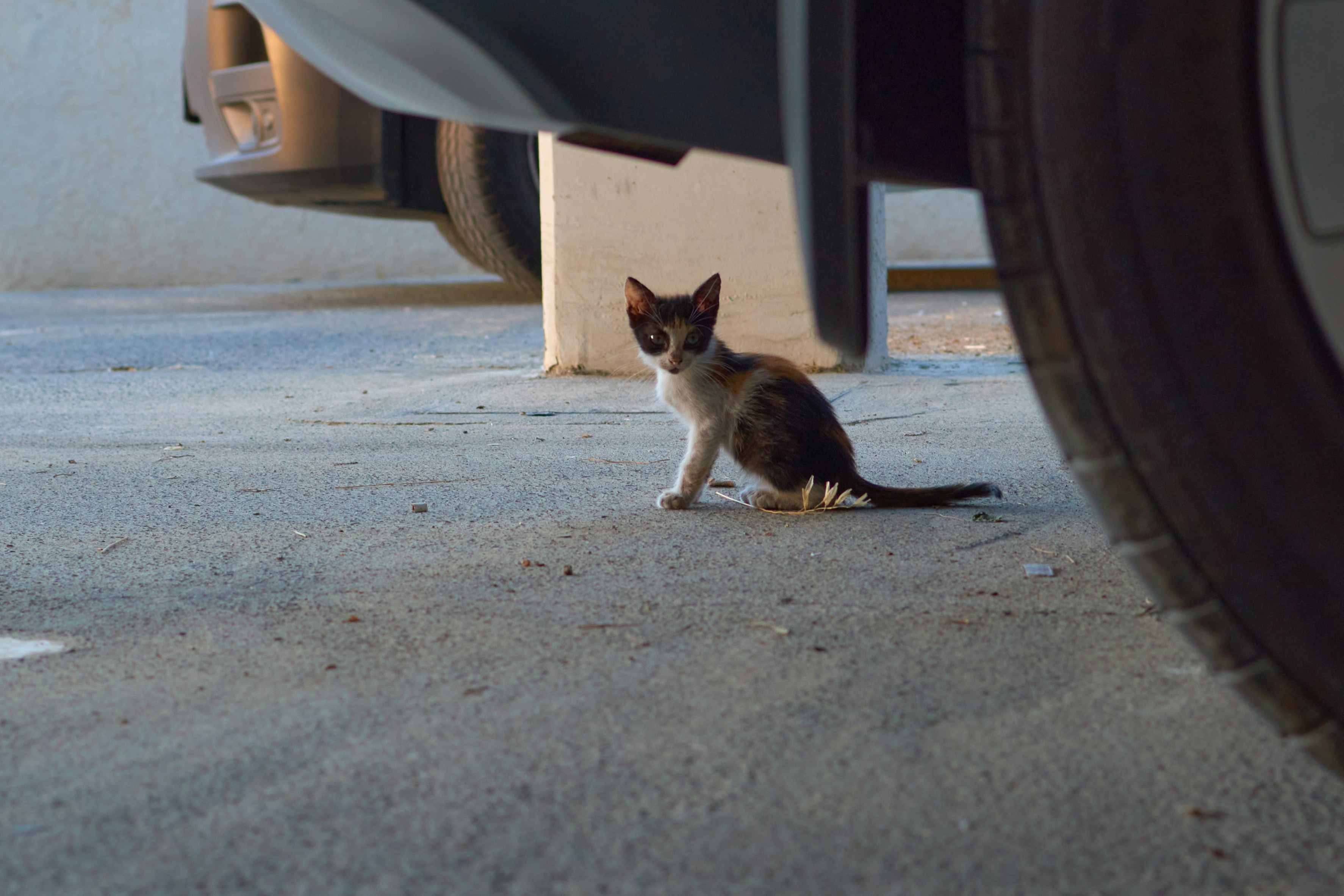 Whiskered Sentinel Under a Car's Shadow