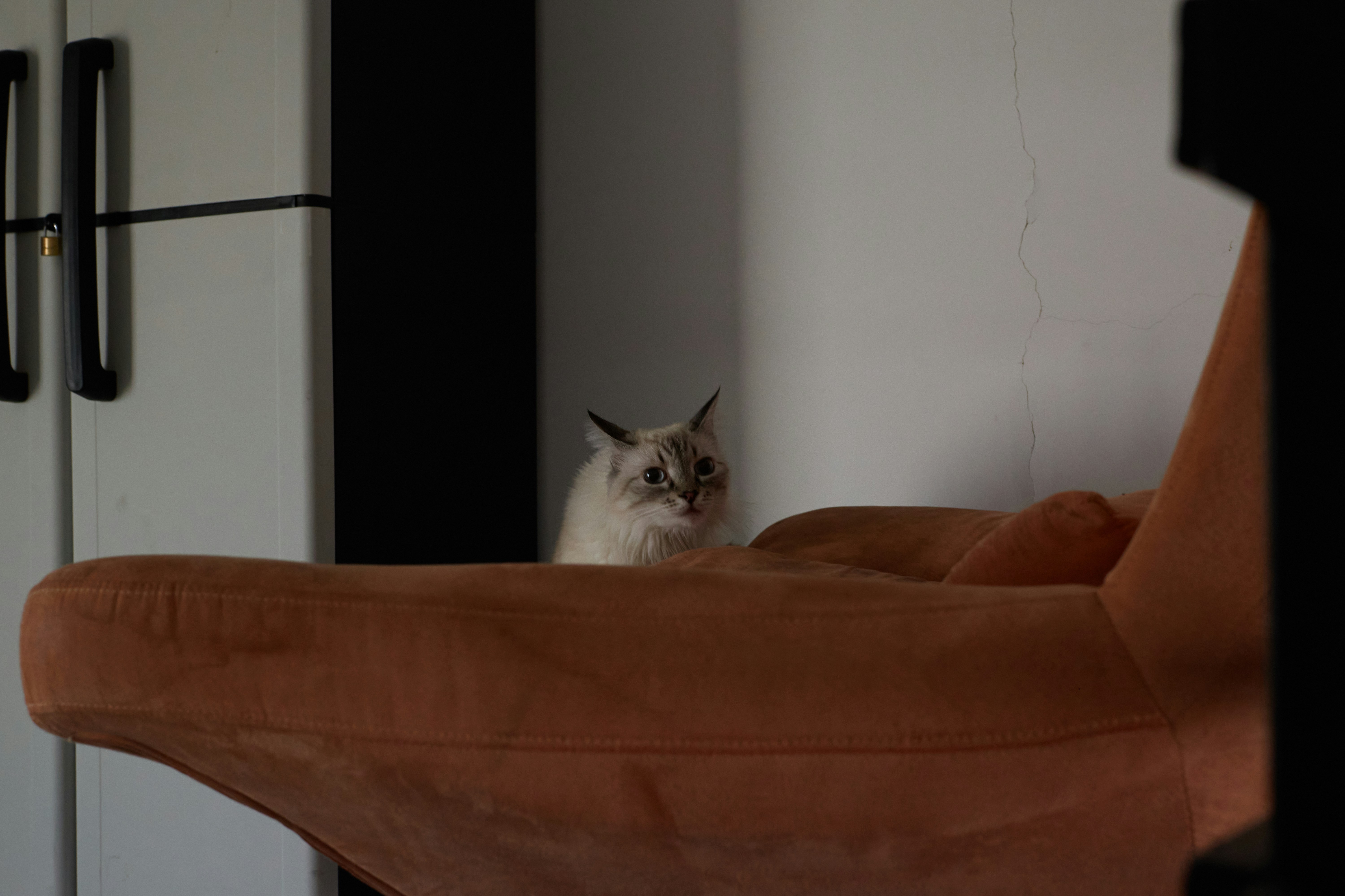 A fluffy white cat perched on an orange chair, gazing curiously. The minimalist background highlights the cat's presence.