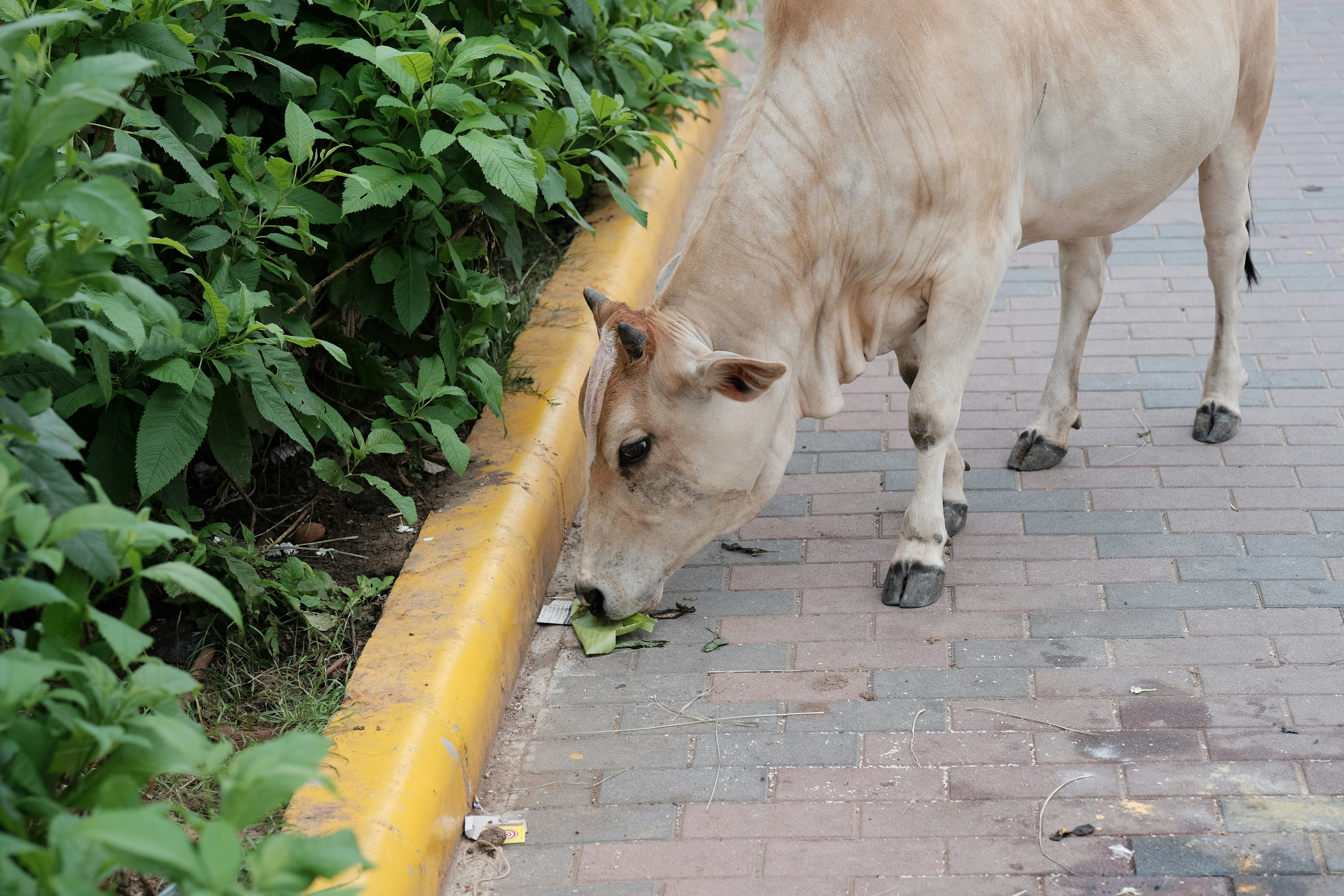 Grazing by the curb: a quiet cow in urban greenery