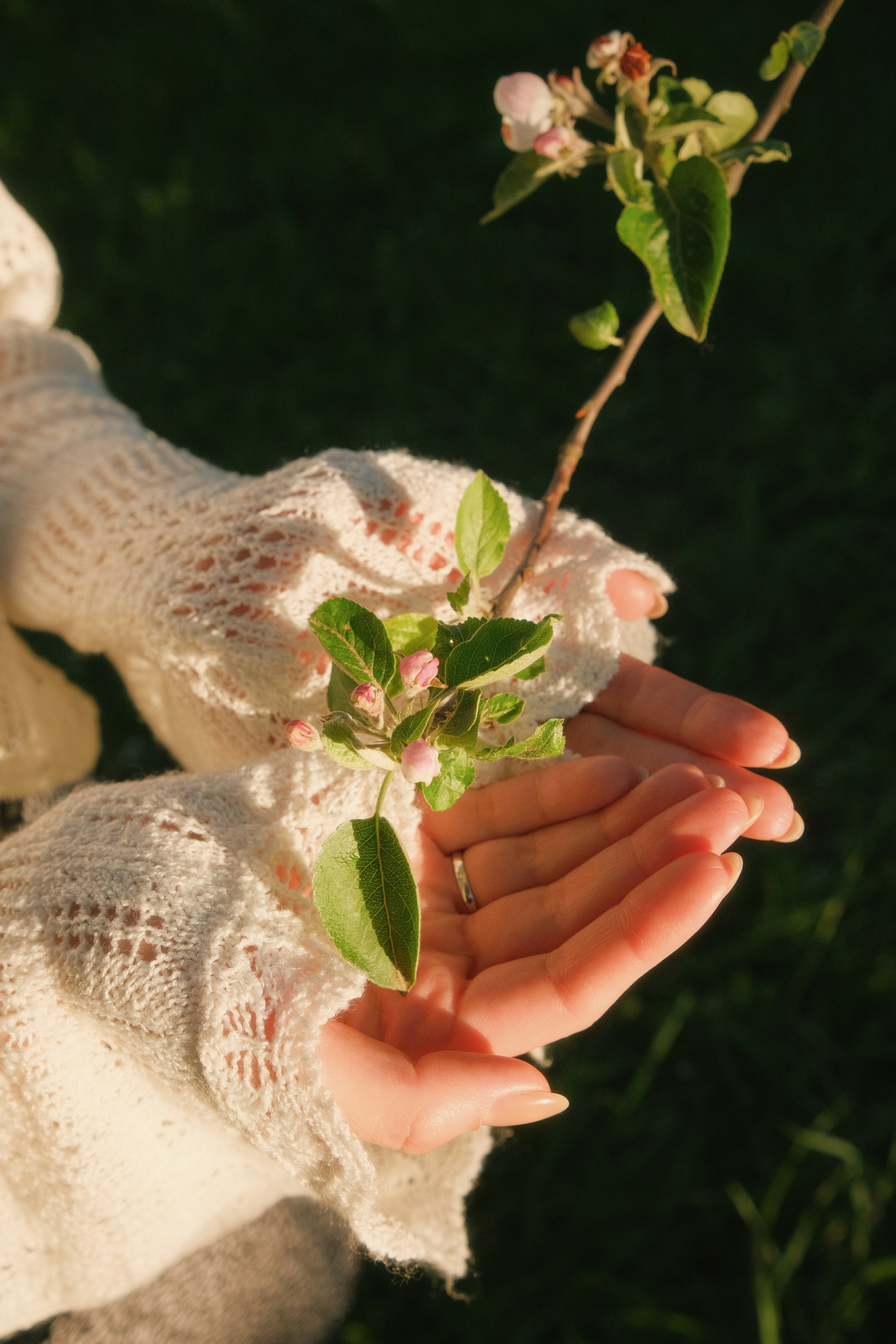 Sunlit Buds Cradled in Gentle Hands