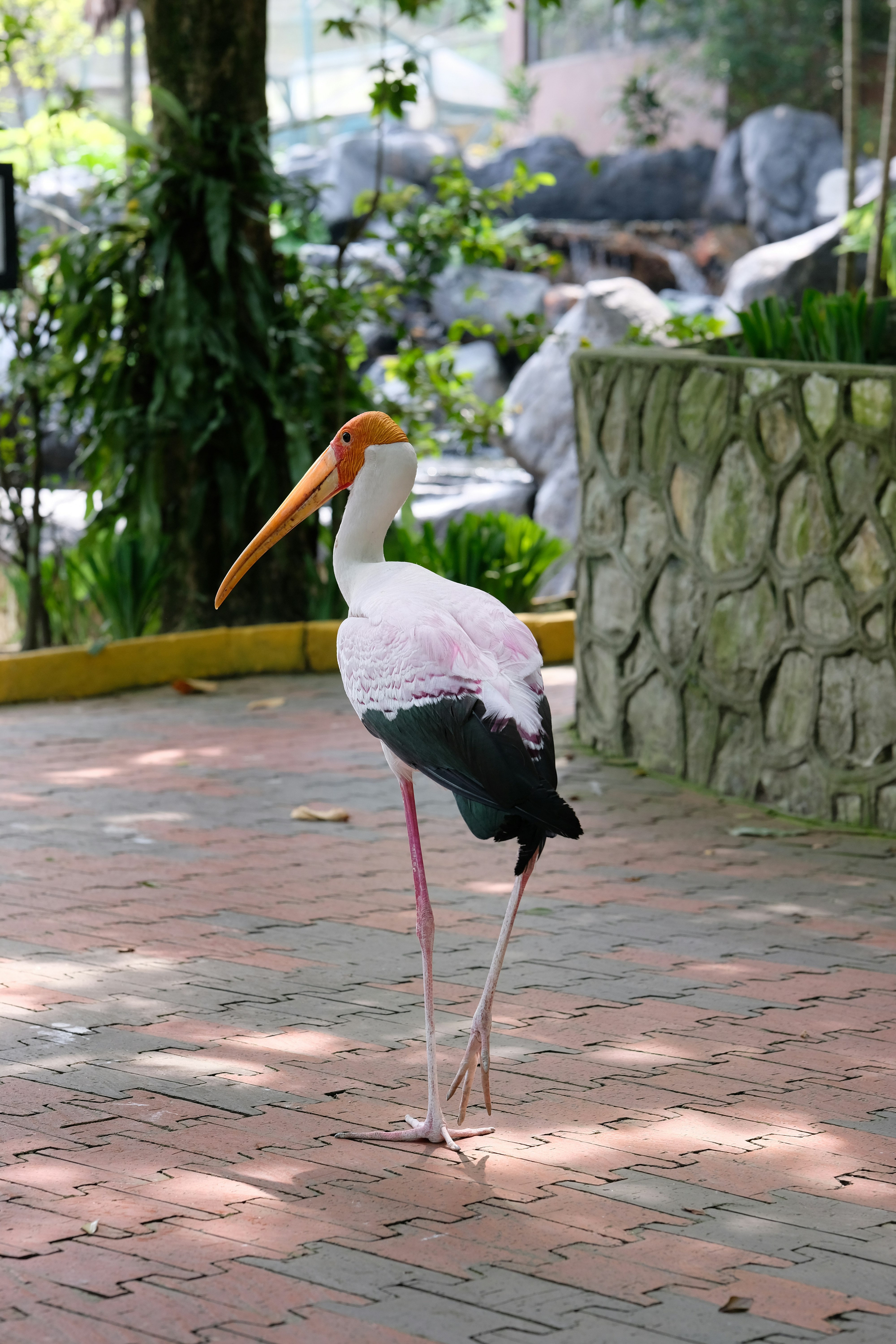 Graceful ibis on sunlit brick path amid a tranquil garden