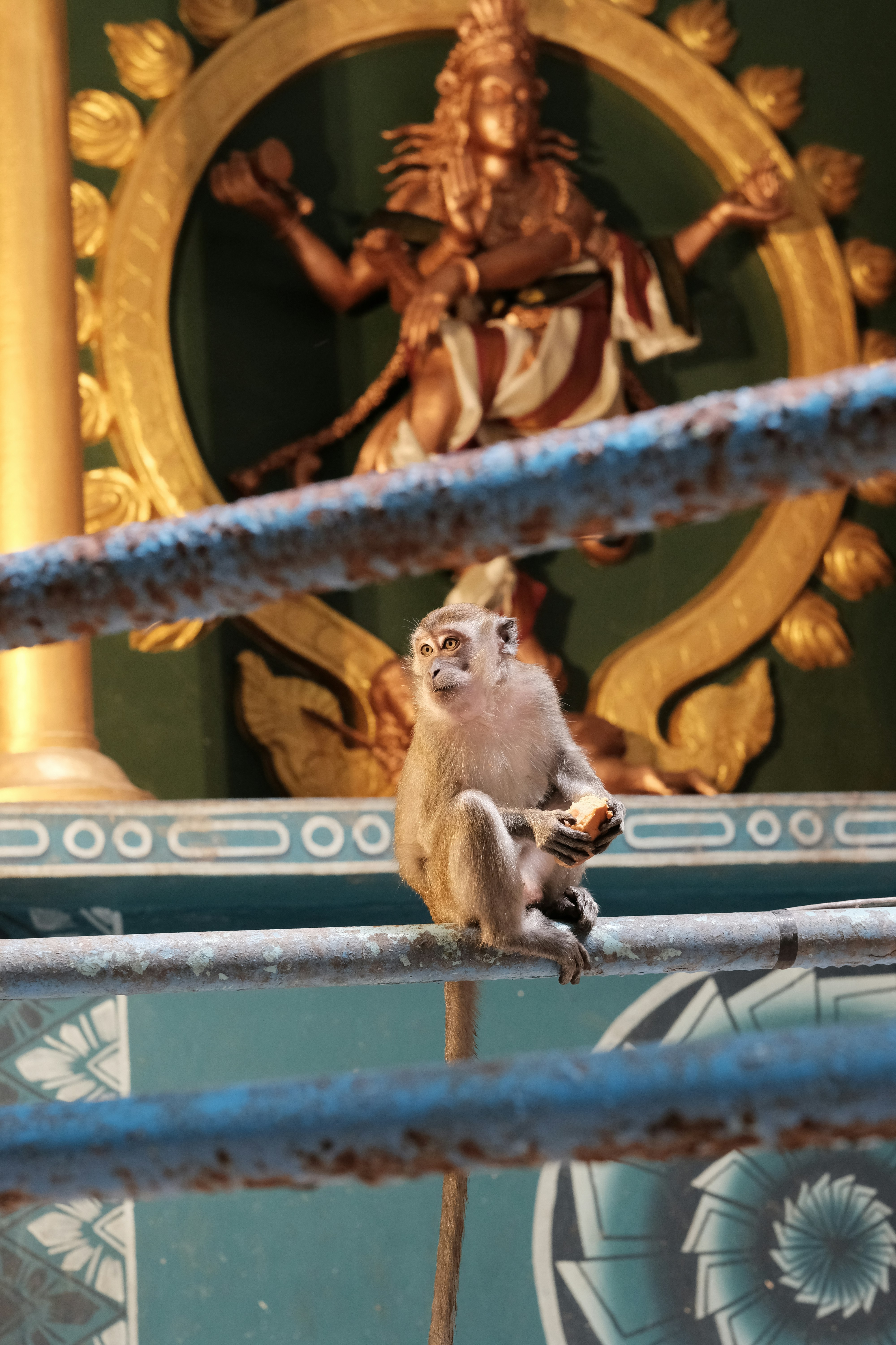 Macaque on Weathered Rails Beneath a Sacred Golden Shrine