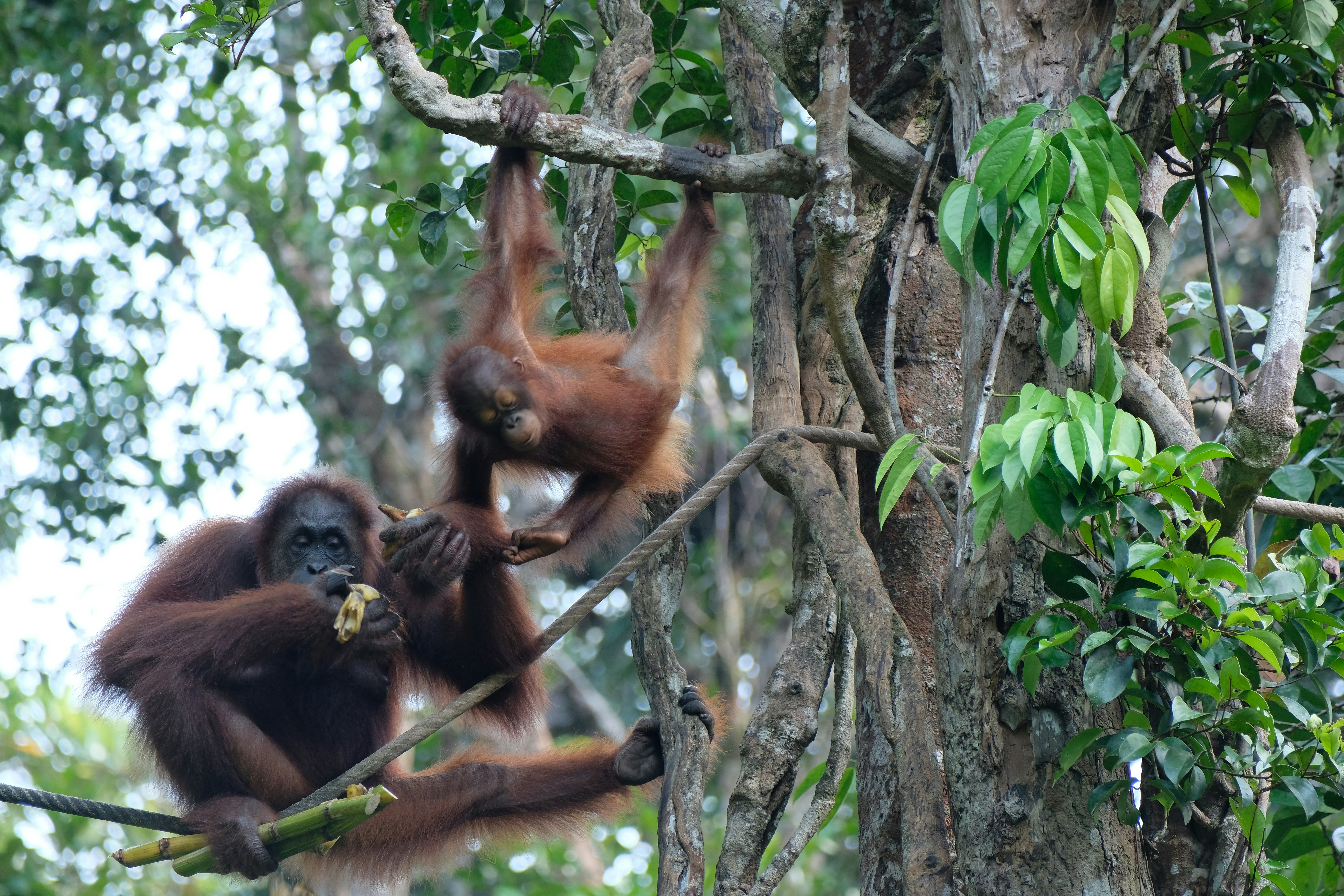 Two orangutans perch on tree branches in a lush forest setting.