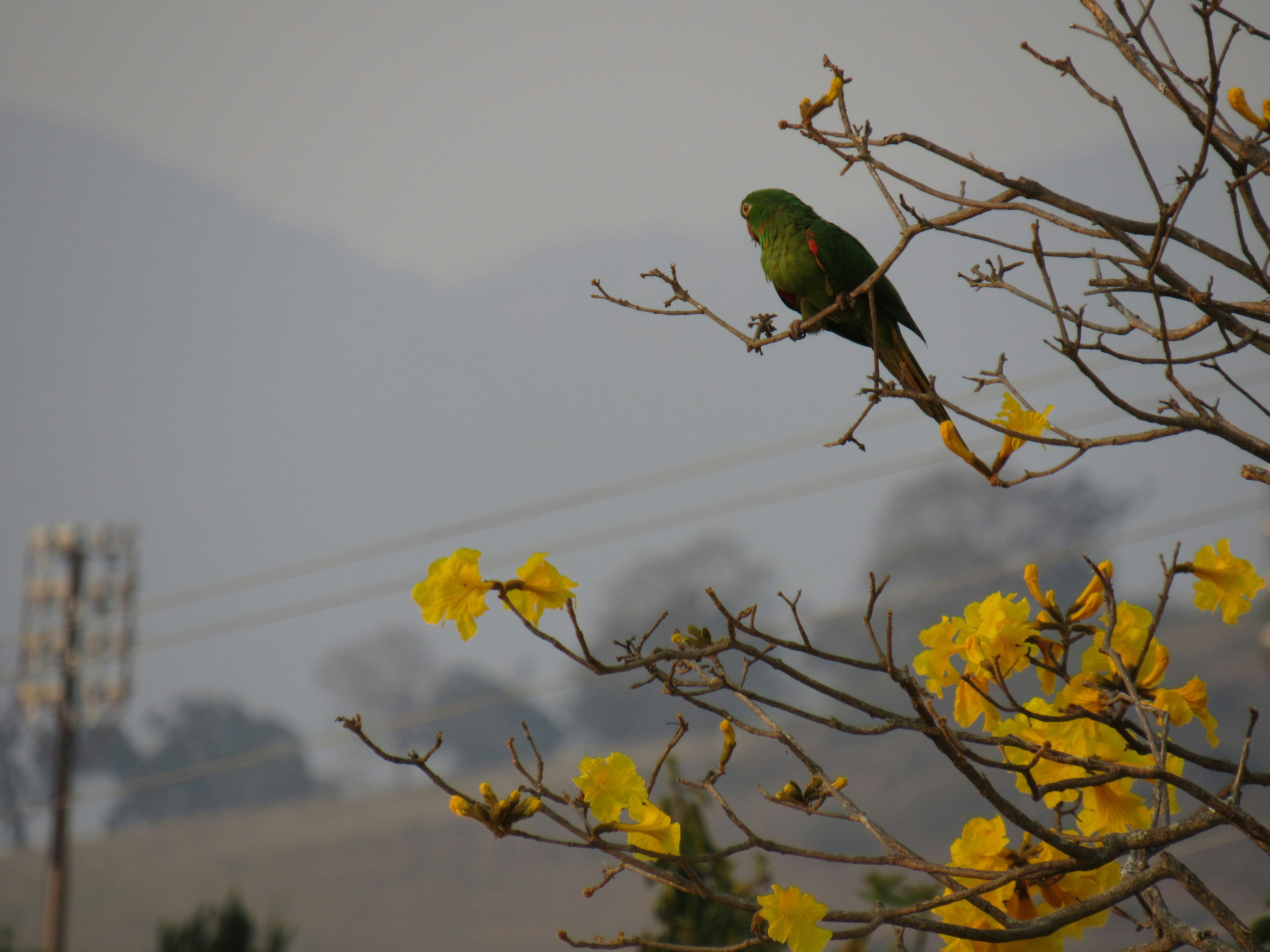 Emerald Parrot on a Sunlit Branch Amid Golden Blooms