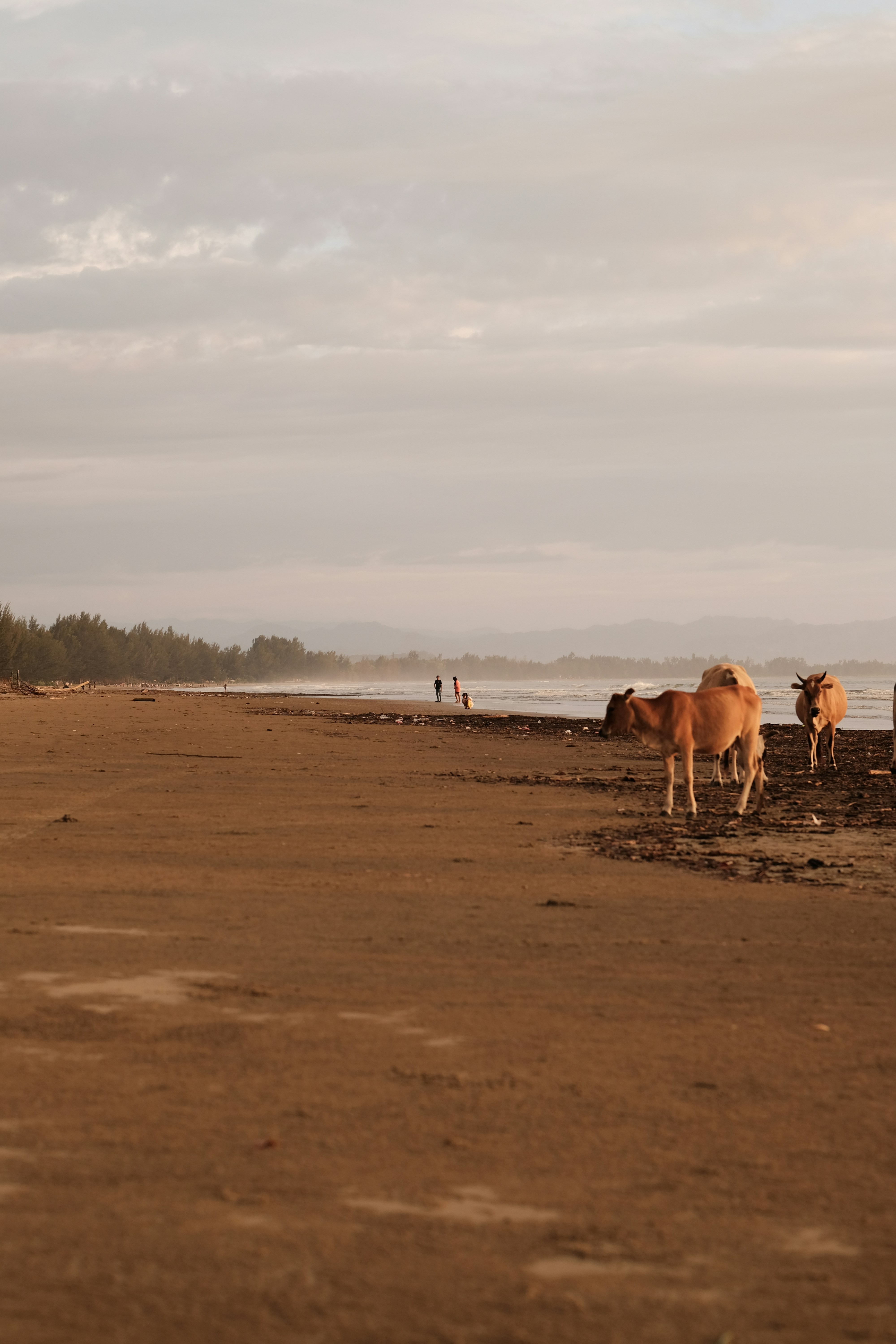Amber Quiet on the Shore: A Small Herd at the Wind-Worn Beach