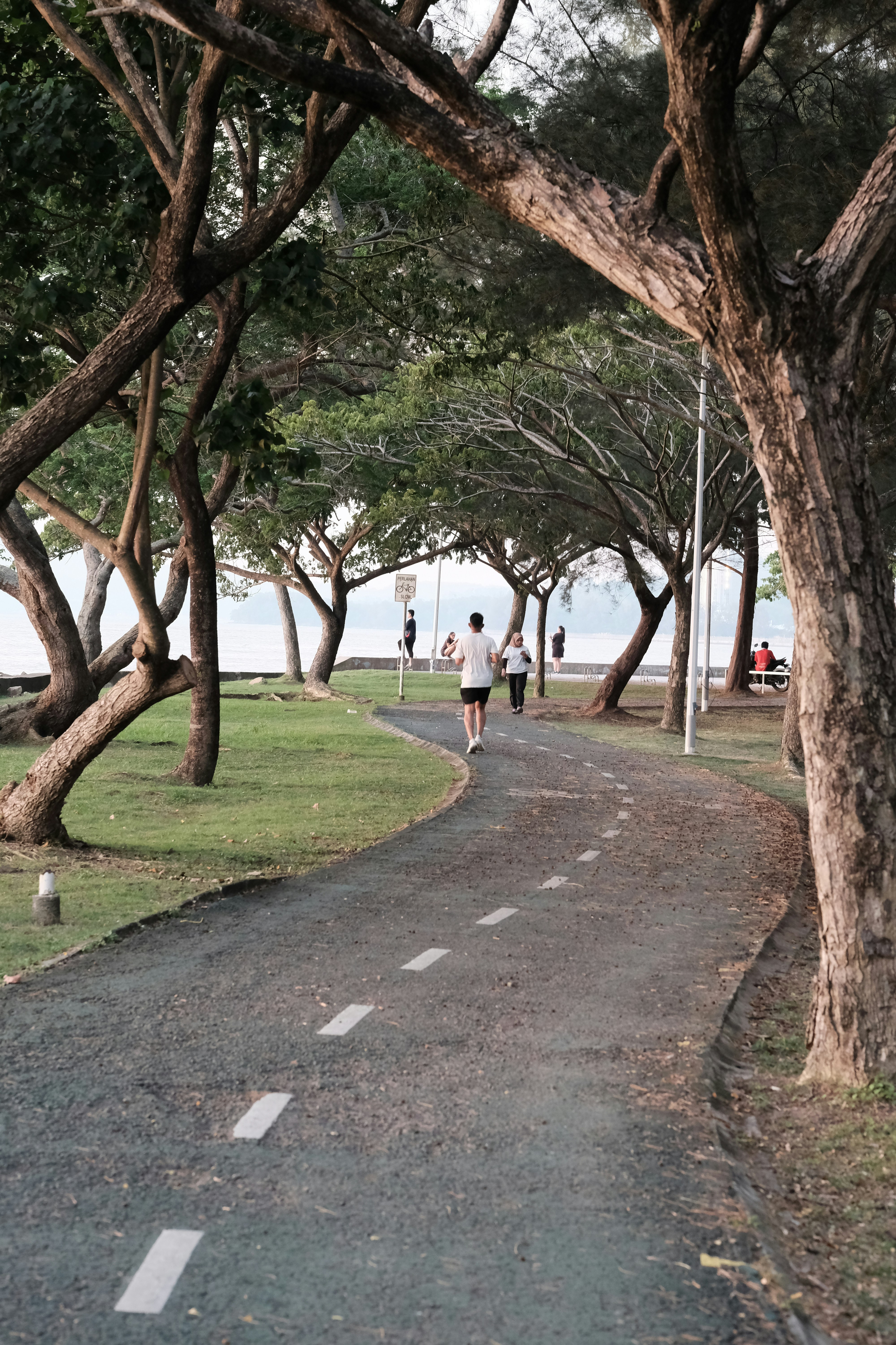 Path Through the Canopy: Seaside Jogger's Quiet Moment