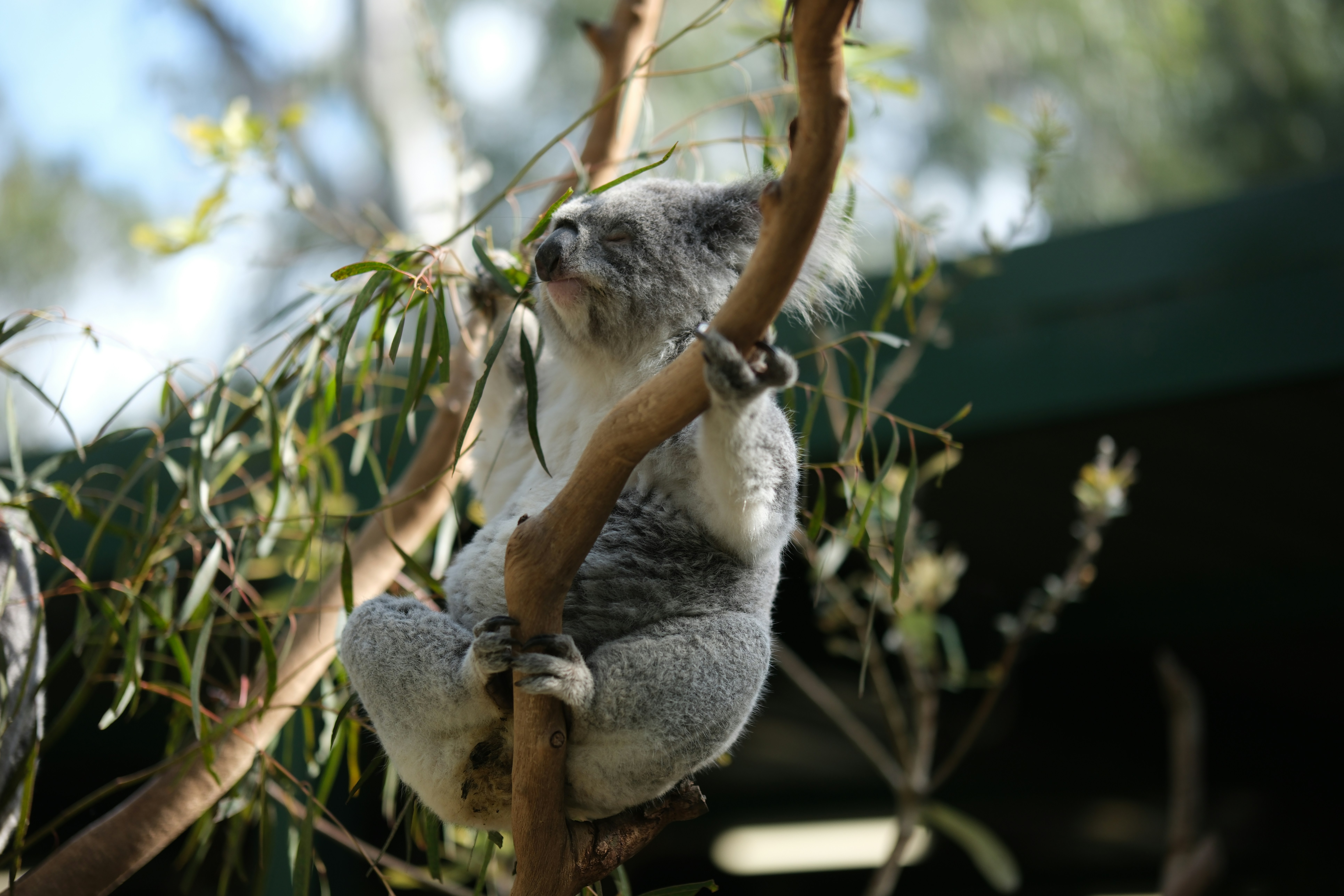 Two koalas sitting in a tree eating leaves photo – Free Australia Image ...
