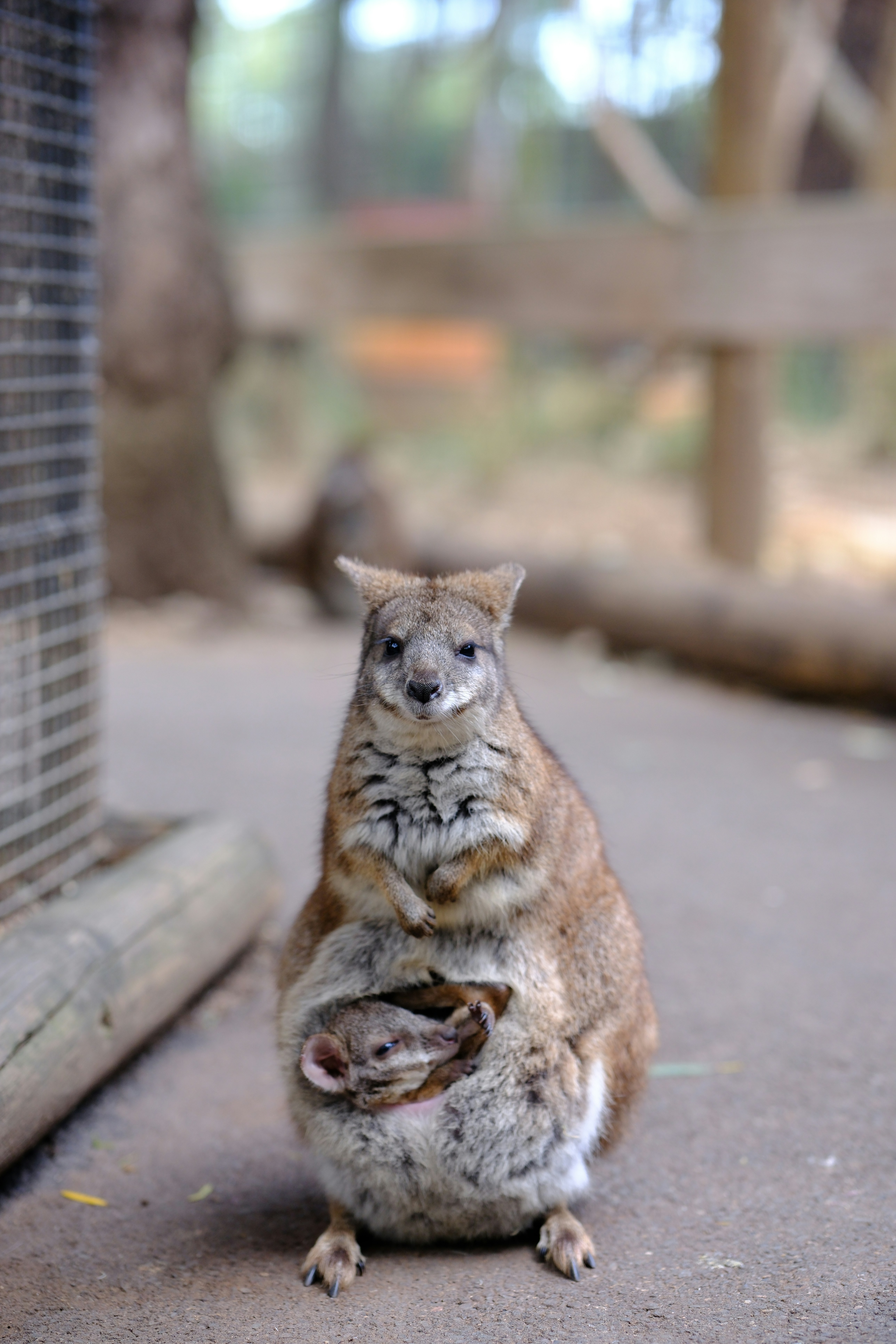 A small kangaroo standing on its hind legs photo – Free Australia Image ...