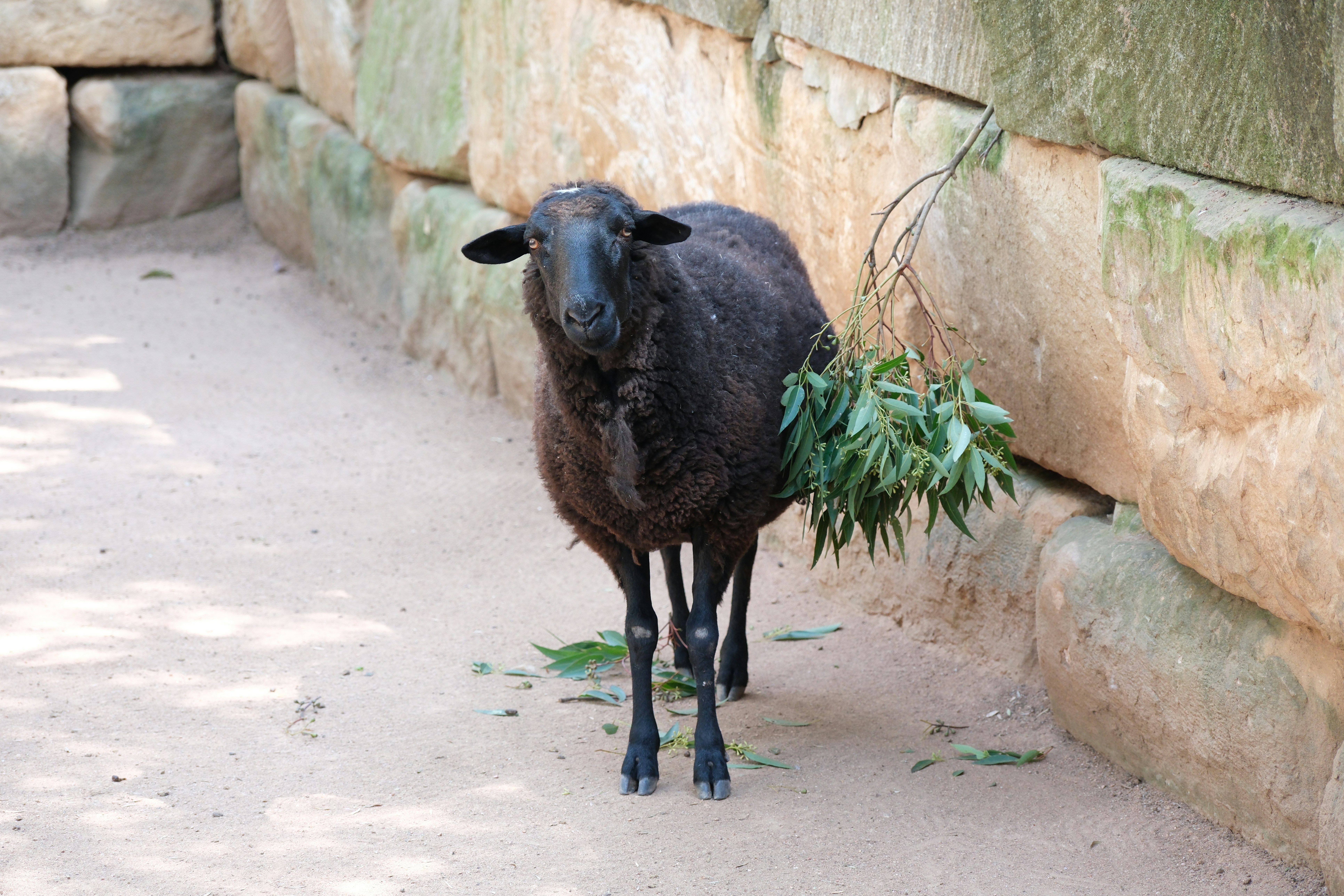 Black Lamb Pauses with a Leafy Snack Along a Sunlit Stone Wall