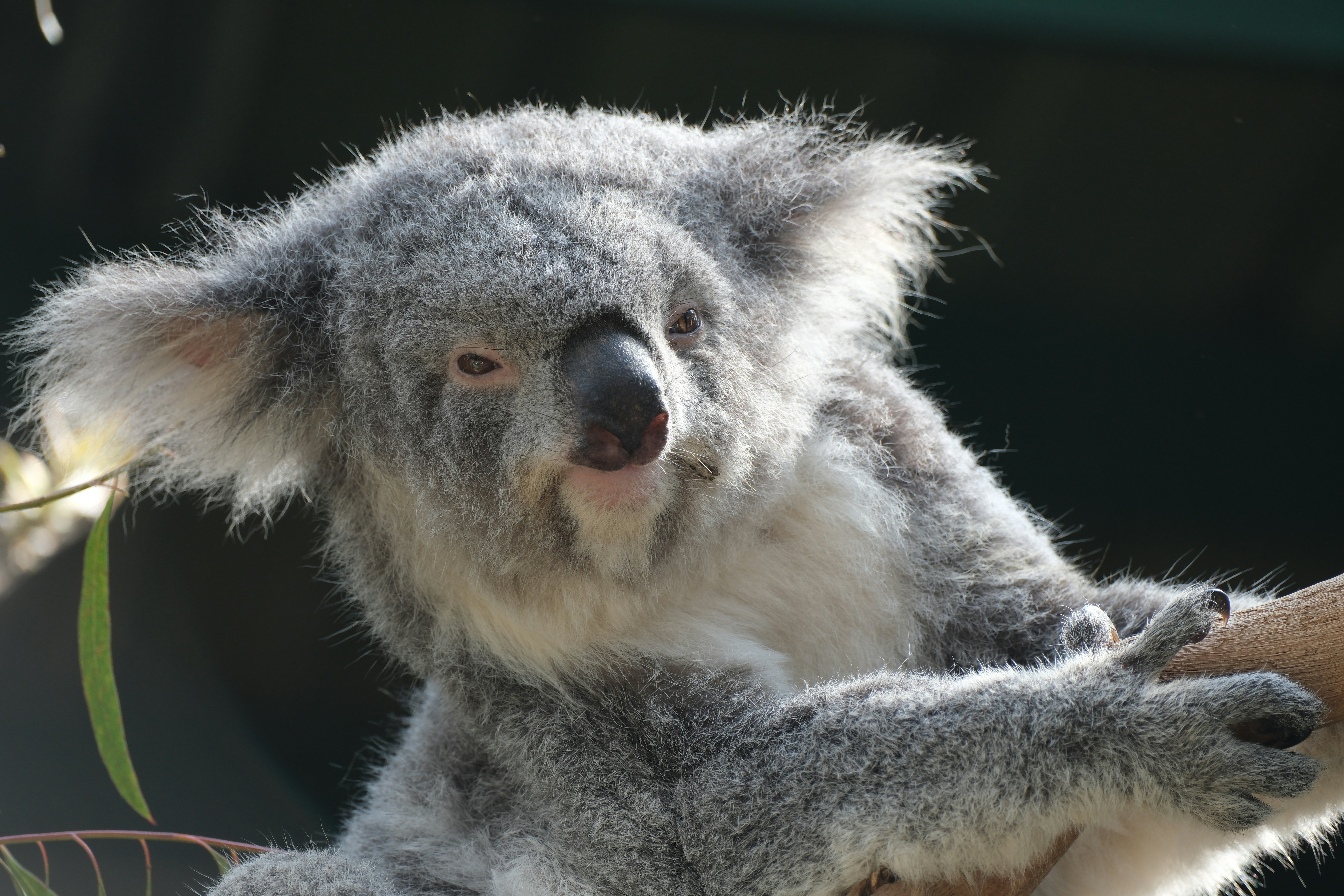 Sunlit Koala Portrait: a woolly gaze in dappled eucalyptus light