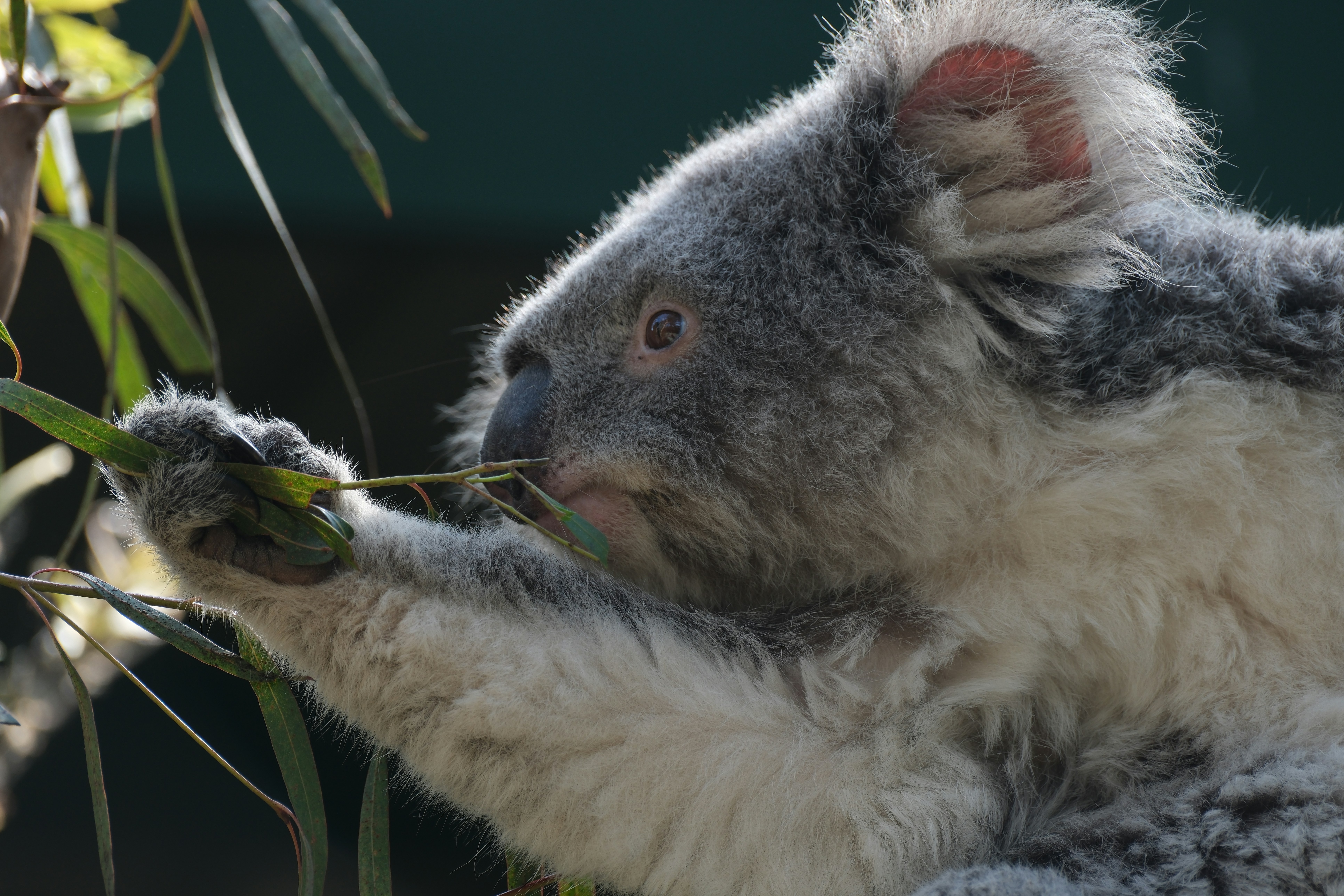 A koala bear eating a branch of a tree photo – Free Australia Image on ...