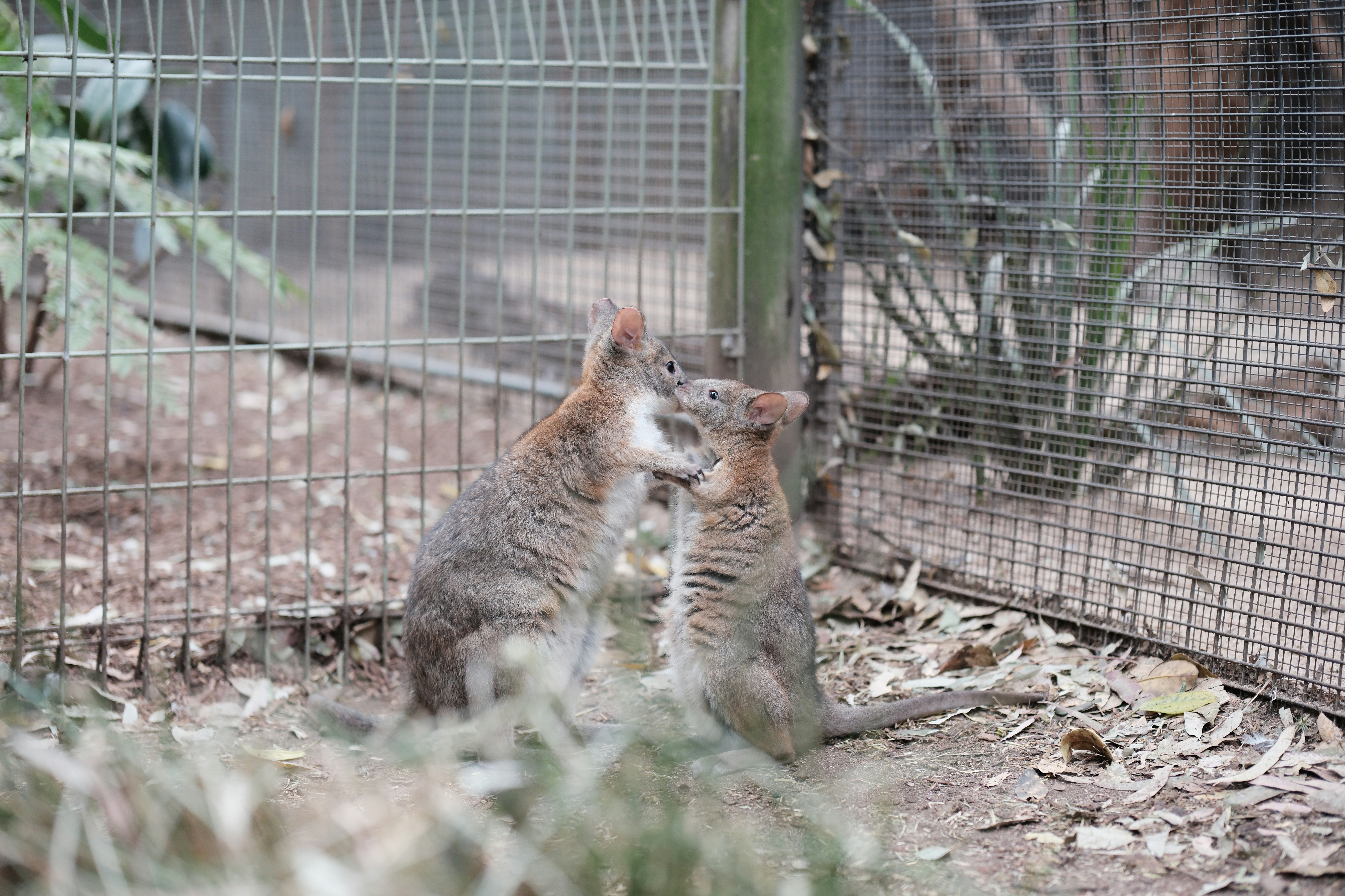 Whiskered Standoff: A Pair of Ground-Dwelling Companions in a Fenceline