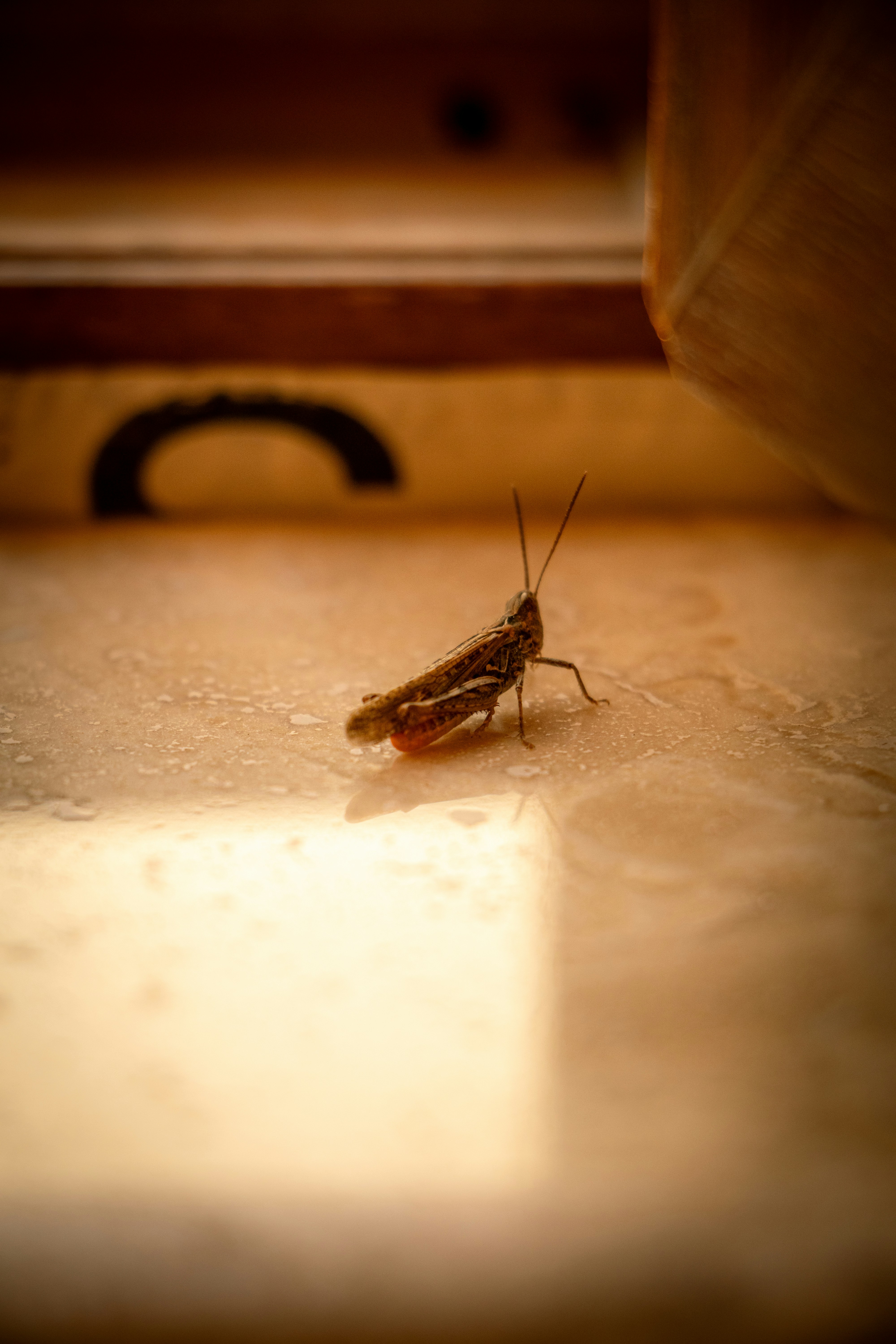 Amber-Glow Strider: a lone moth on sunlit tile