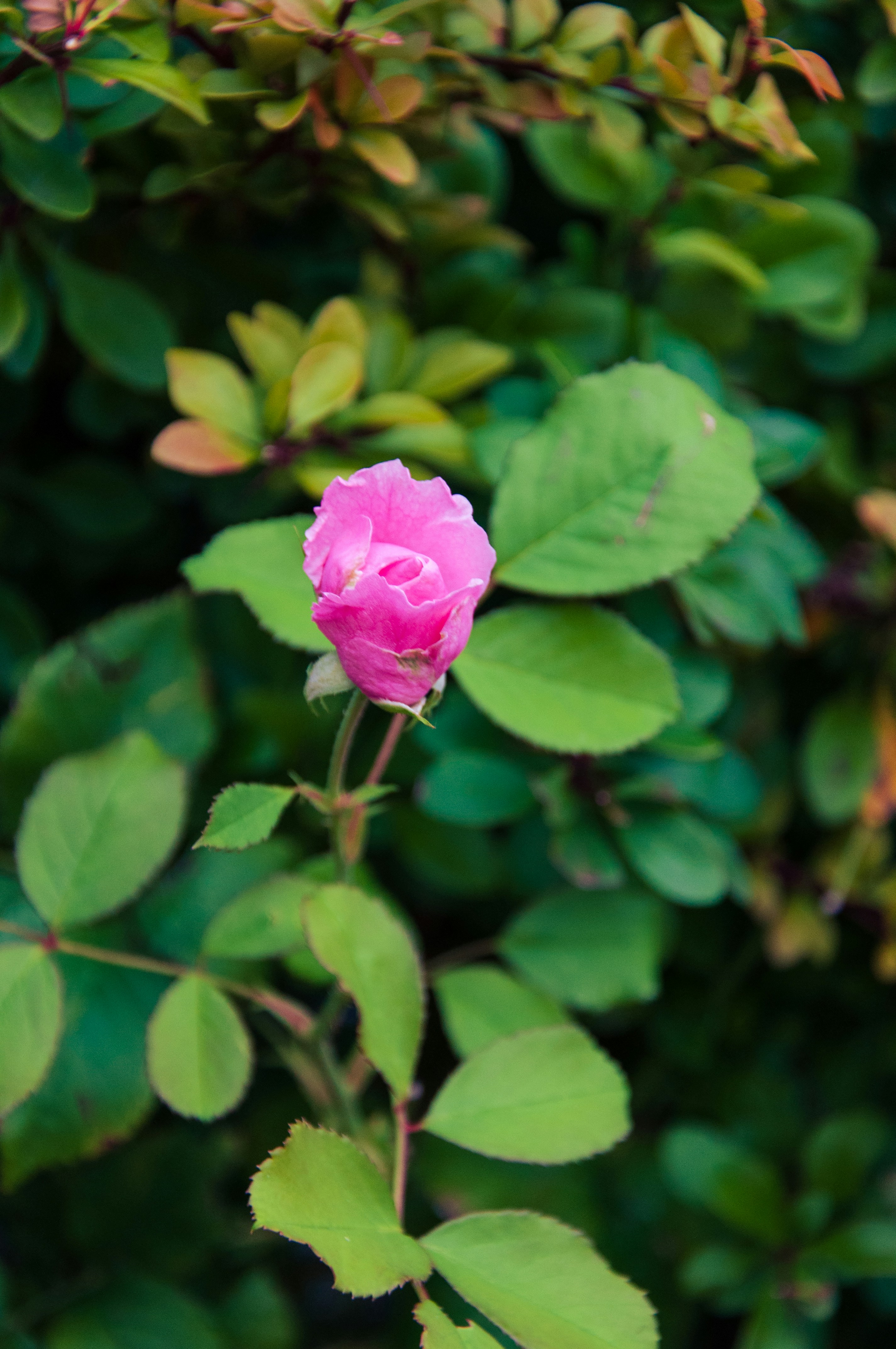 single small rose bud