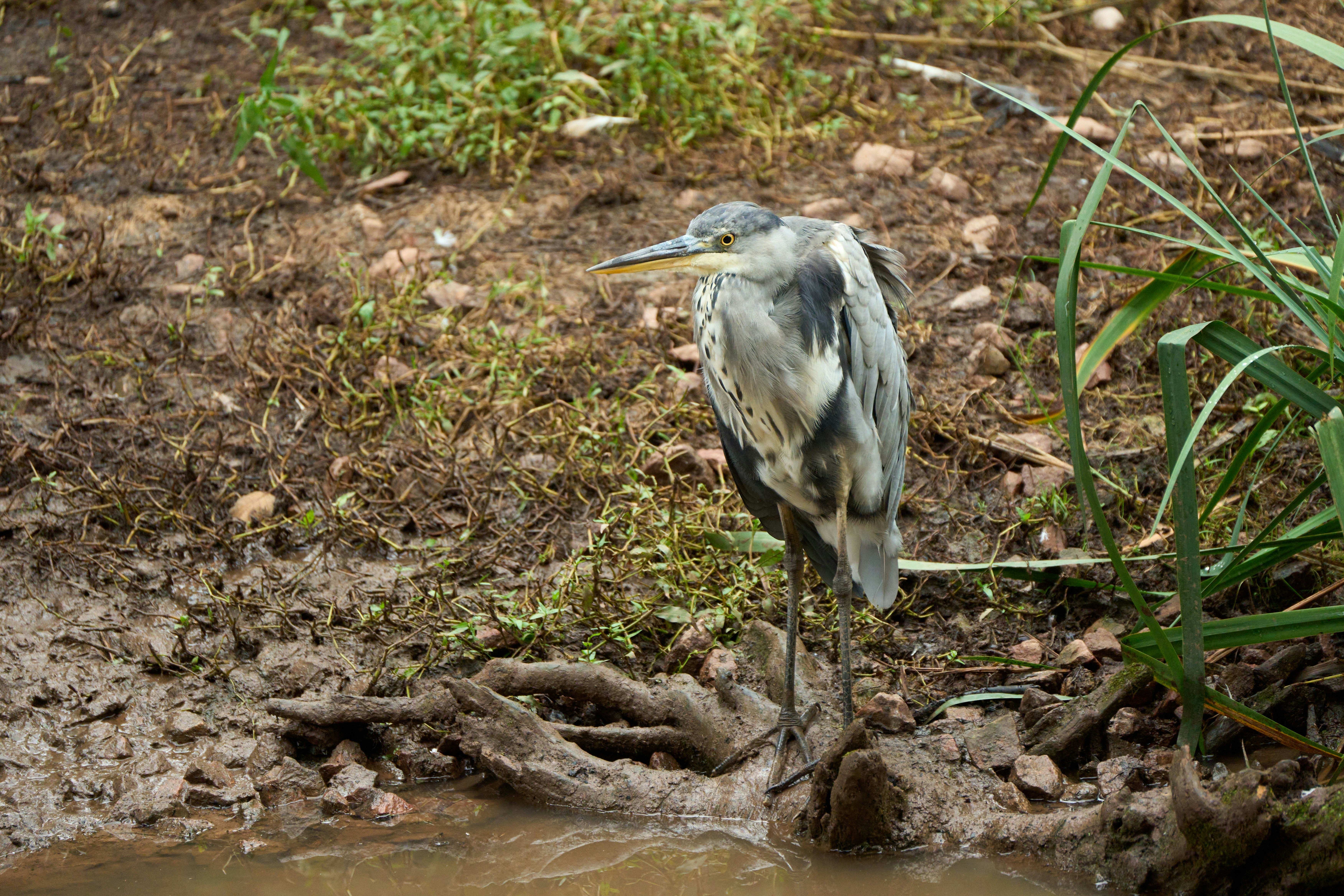 Mudbank Pause: Grey Heron by the Quiet Pond