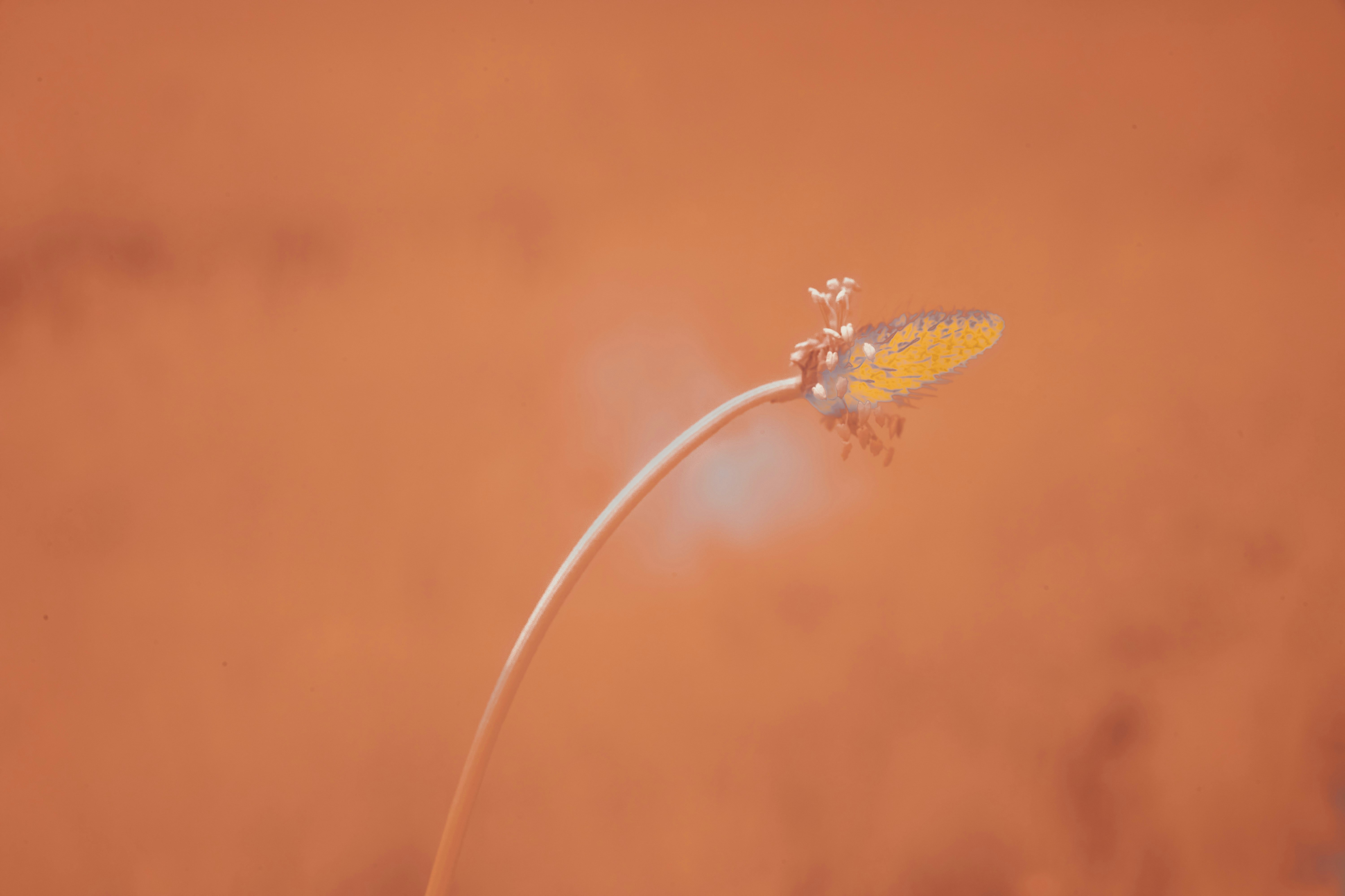 Amber Horizon: A Dainty Butterfly Gracing a Curved Stem