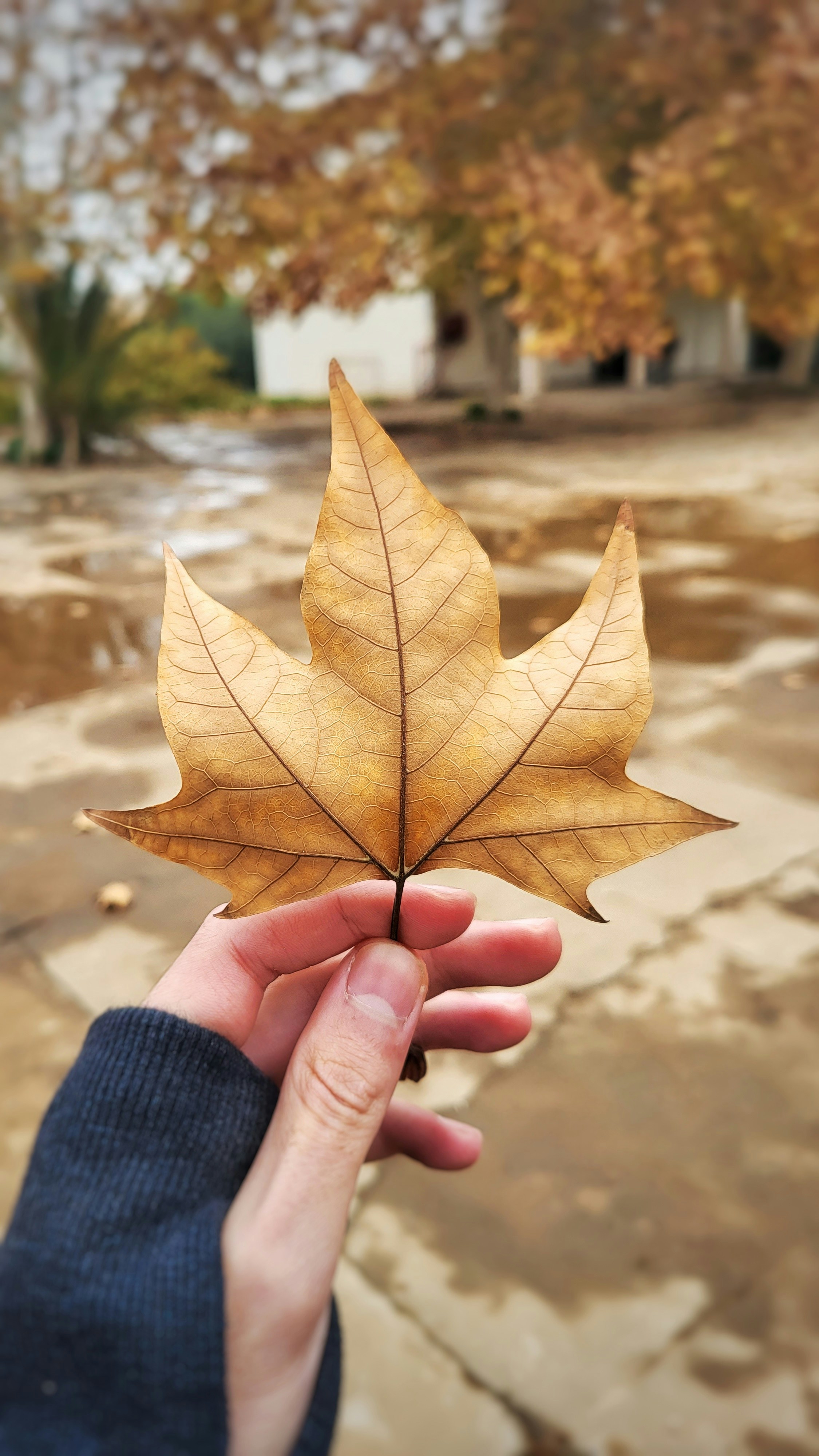 Close-up photograph of a dried maple leaf held by fingers in the foreground, with a softly blurred autumn courtyard in the background.