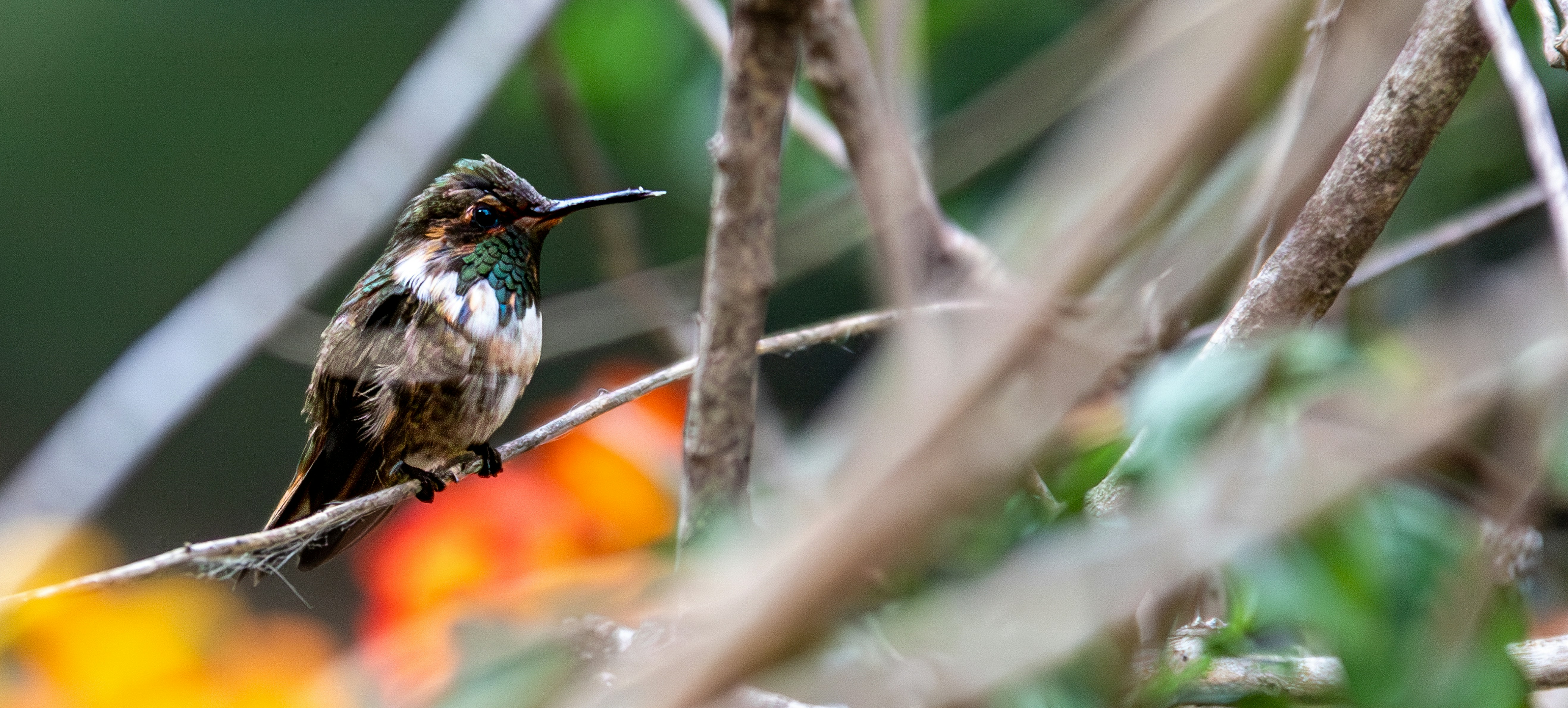 A close-up of a hummingbird perched on a thin tree branch, surrounded by out-of-focus foliage. The bird displays green and brown feathers, with a long, slender beak. It rests quietly, blending into its natural habitat in a tropical forest. The vibrant colors in the background hint at surrounding flowers or greenery, adding depth to the scene.