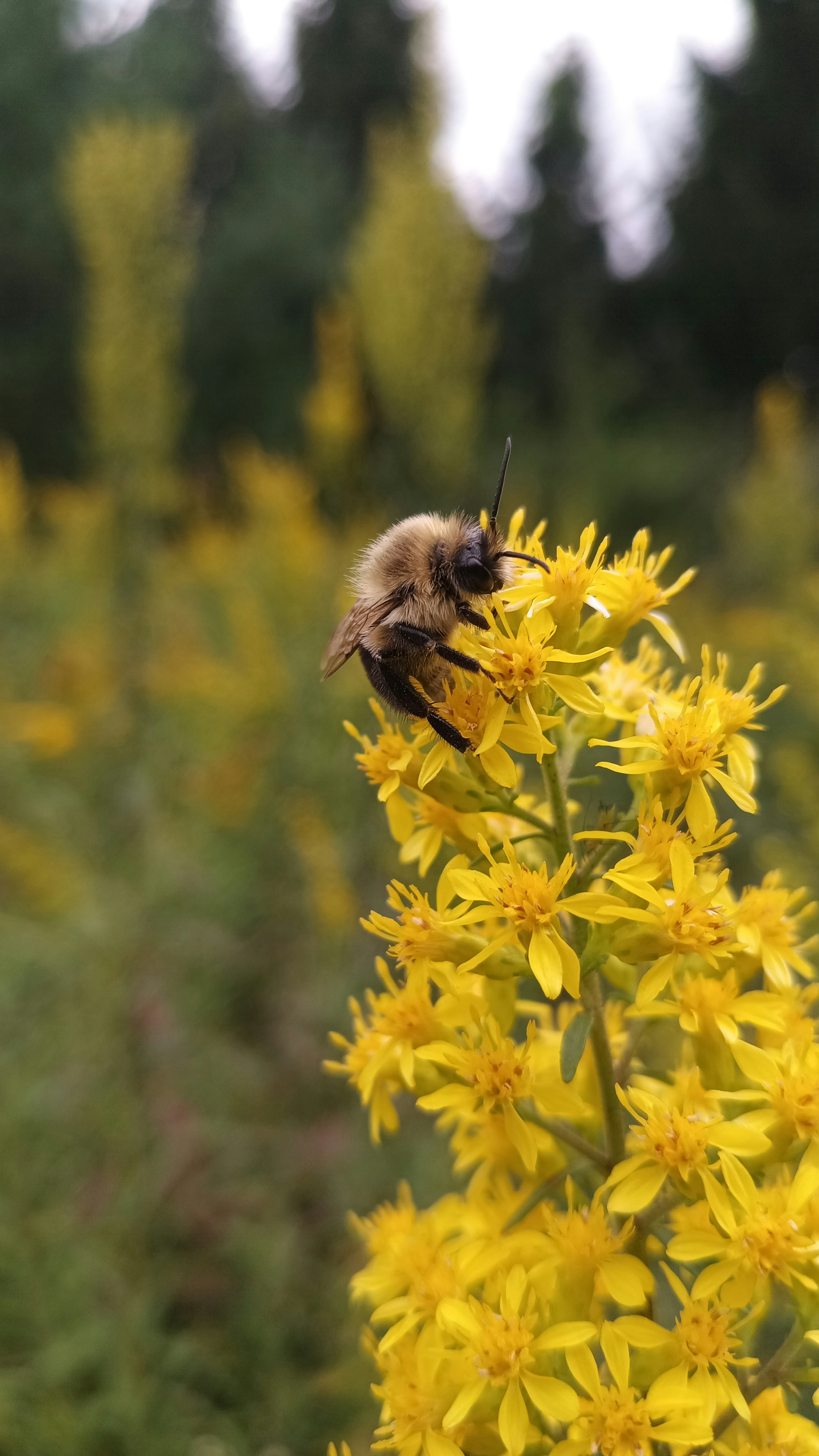 Bee at the Yellow Vista: A close-up on a pollen-streaked bloom