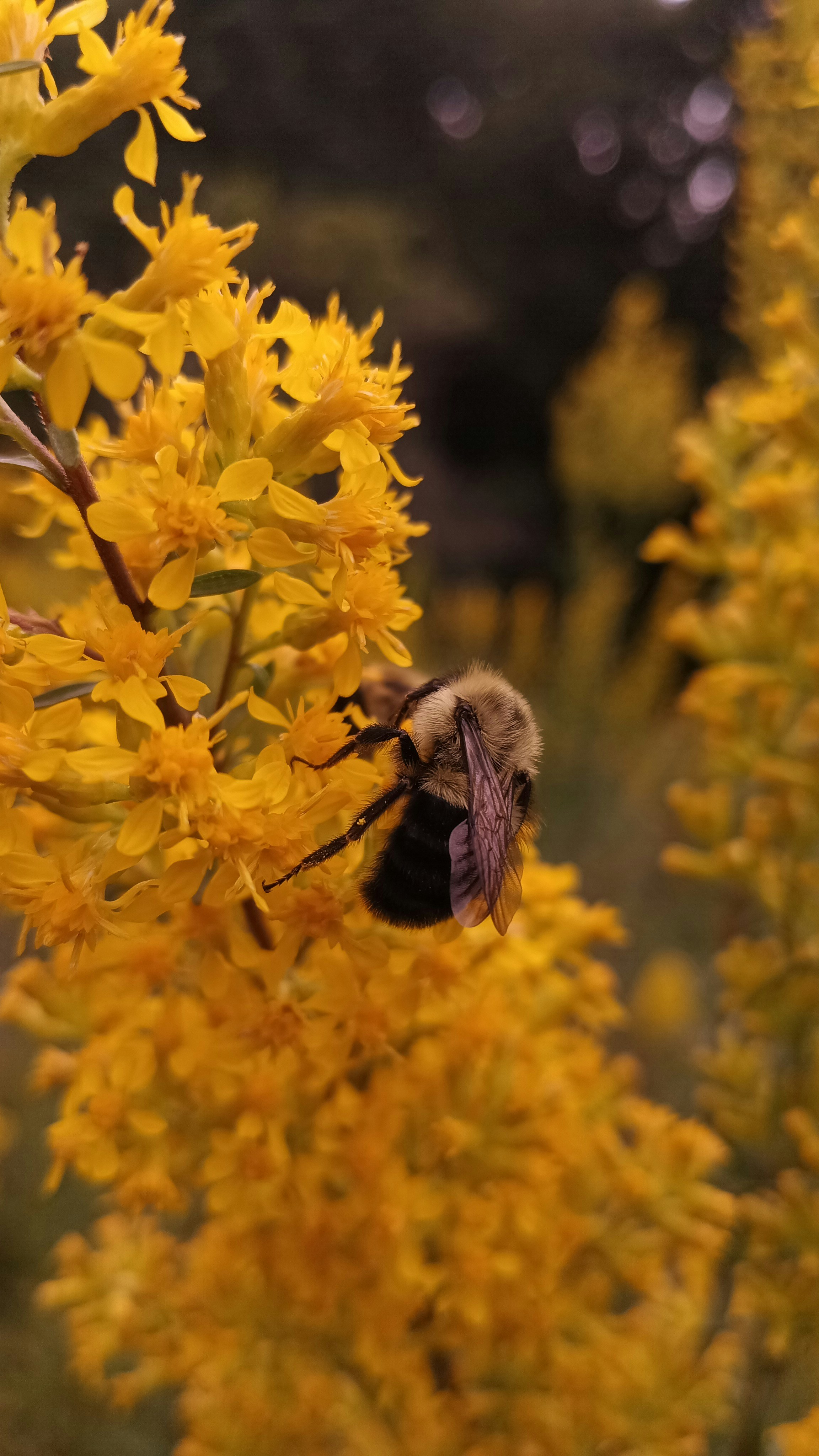 Bee on Golden Spike: A Close-Up Portrait of Pollinating Solitude