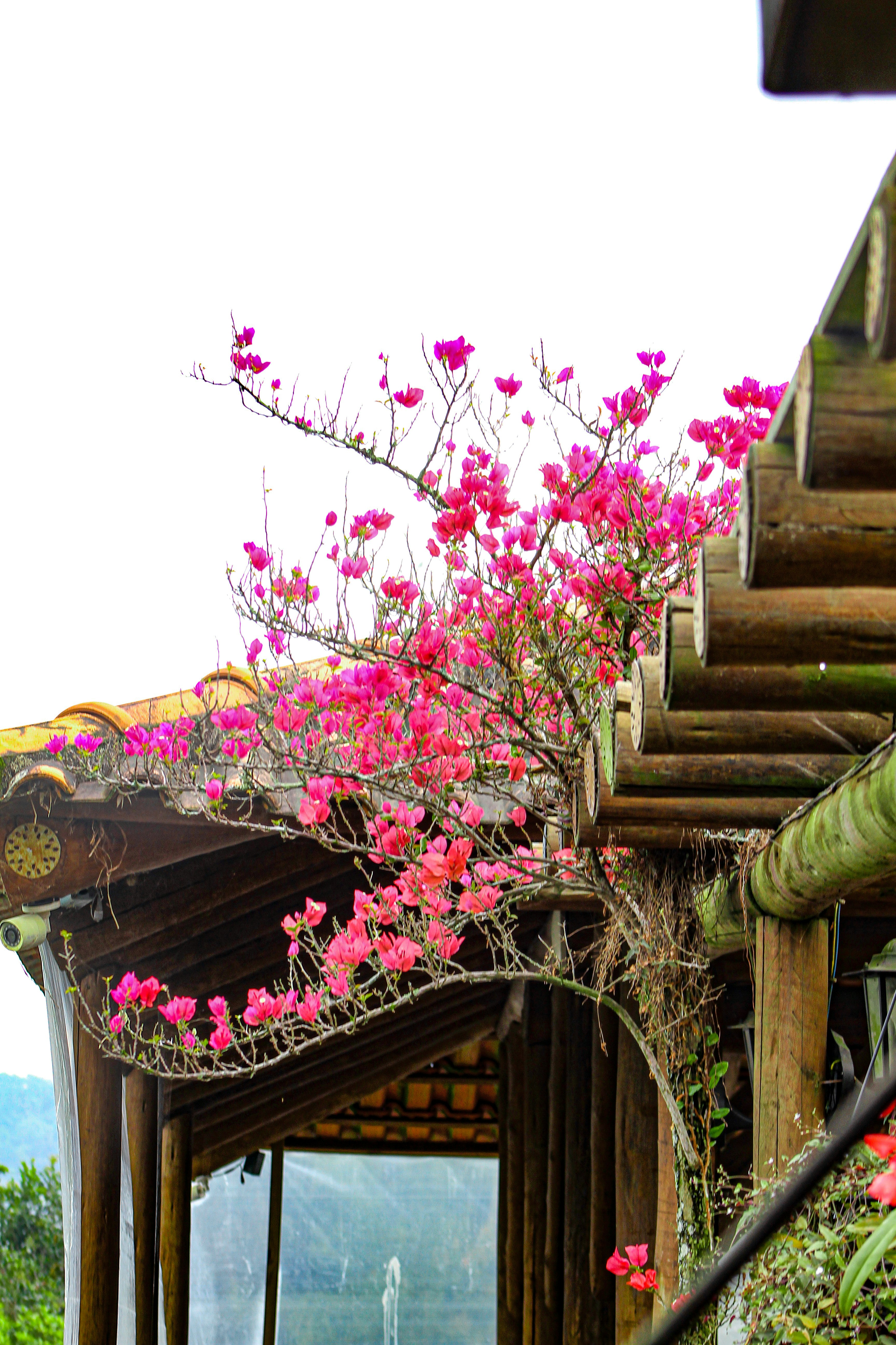 Pink Blossoms Weave Through a Rustic Timber Veranda