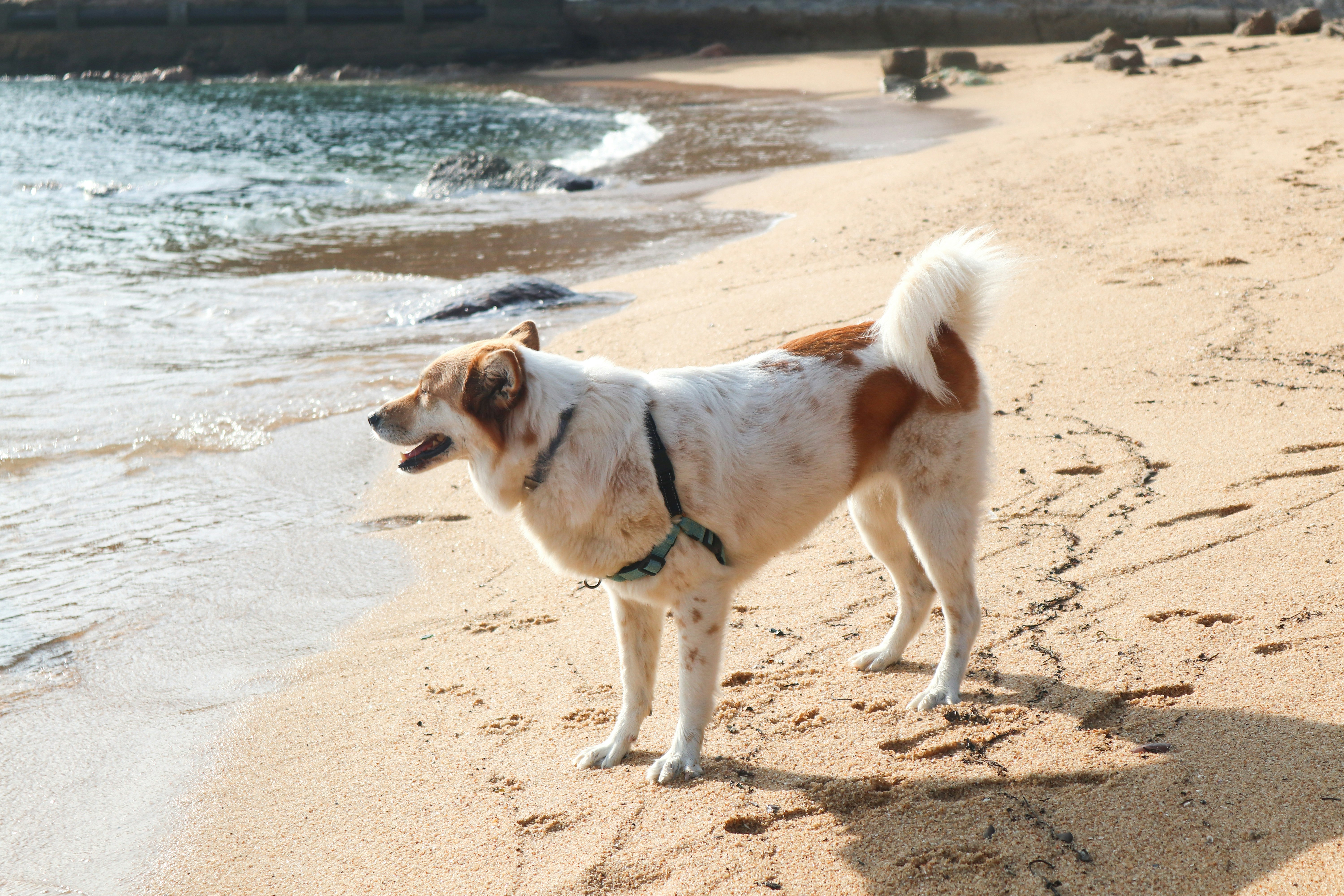Shoreline Sentinel: A loyal dog surveys the incoming tide along a quiet beach