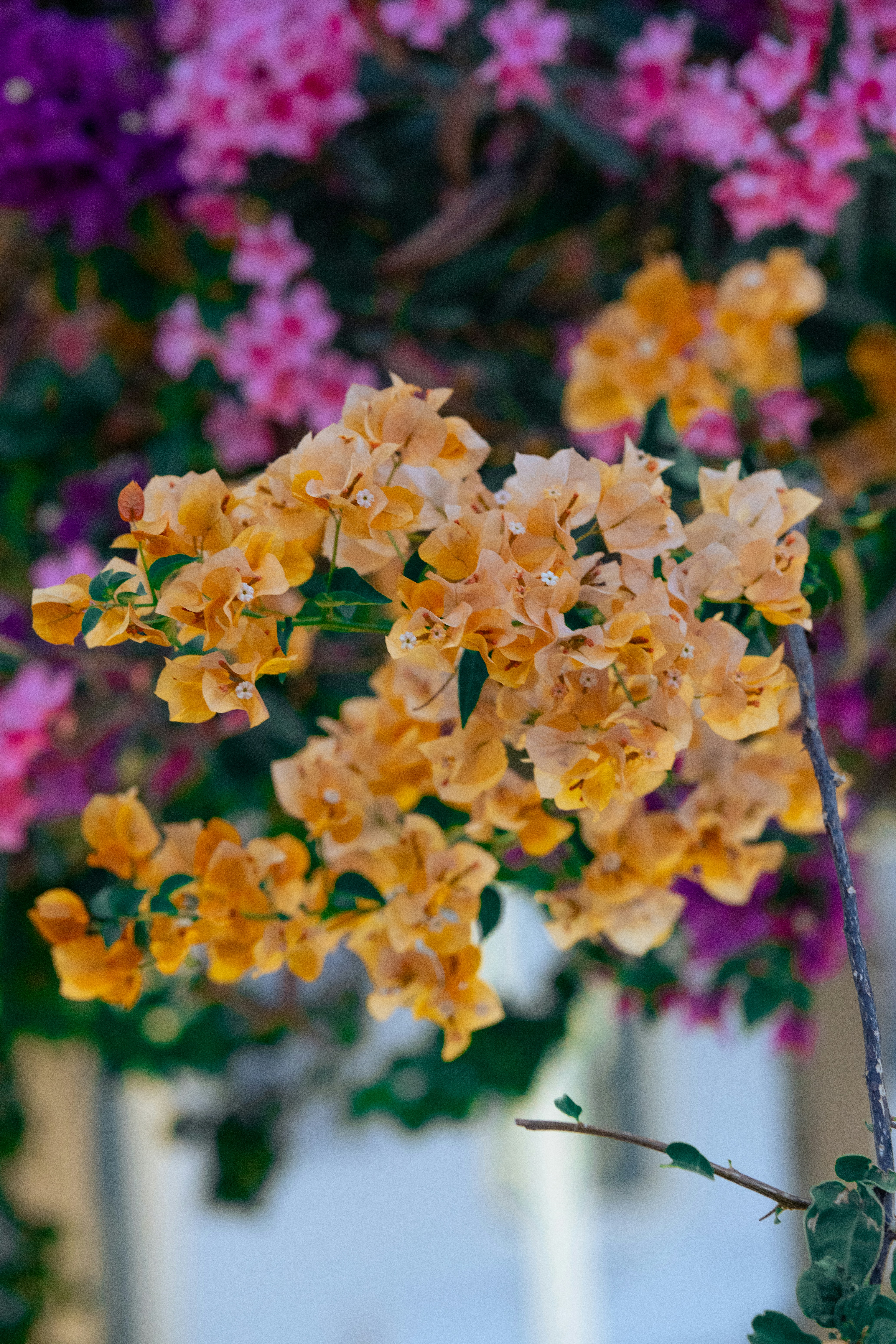 Amber Bouquets Against a Velvet Garden Backdrop