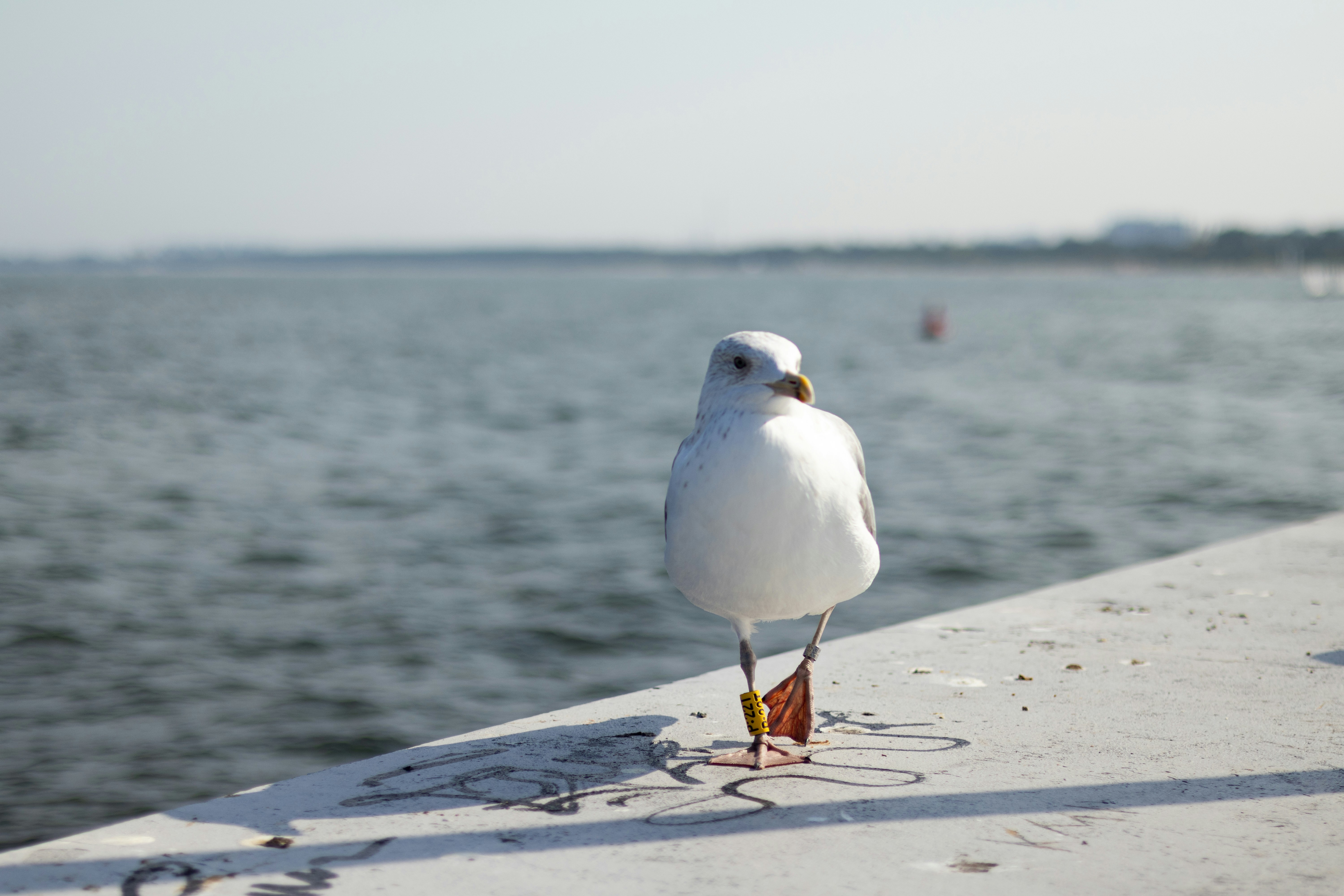 Gull at the Edge of Light: A Quiet Harbor Moment