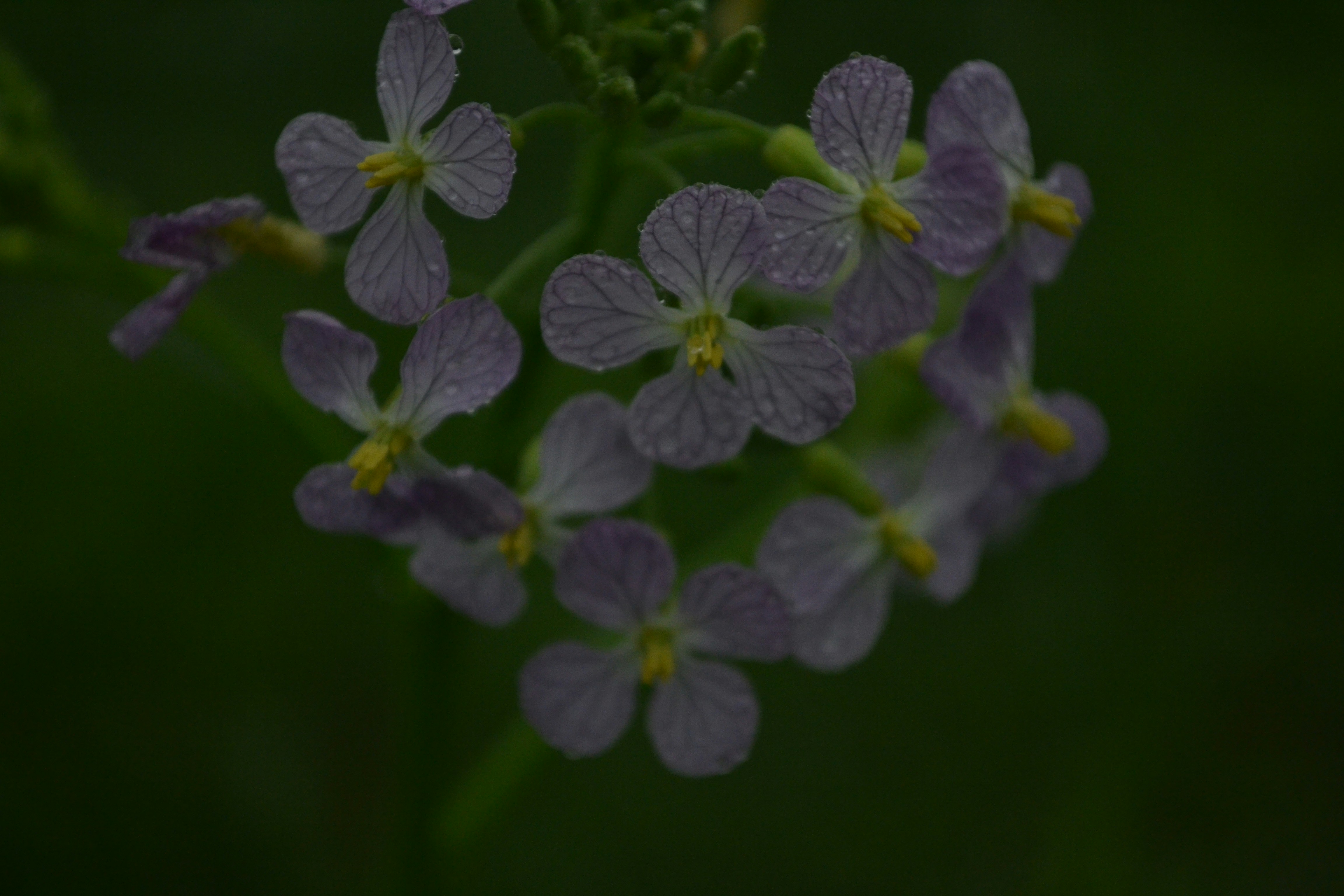 Veiled Violet Cluster: A Quiet Bloom in Velvet Green