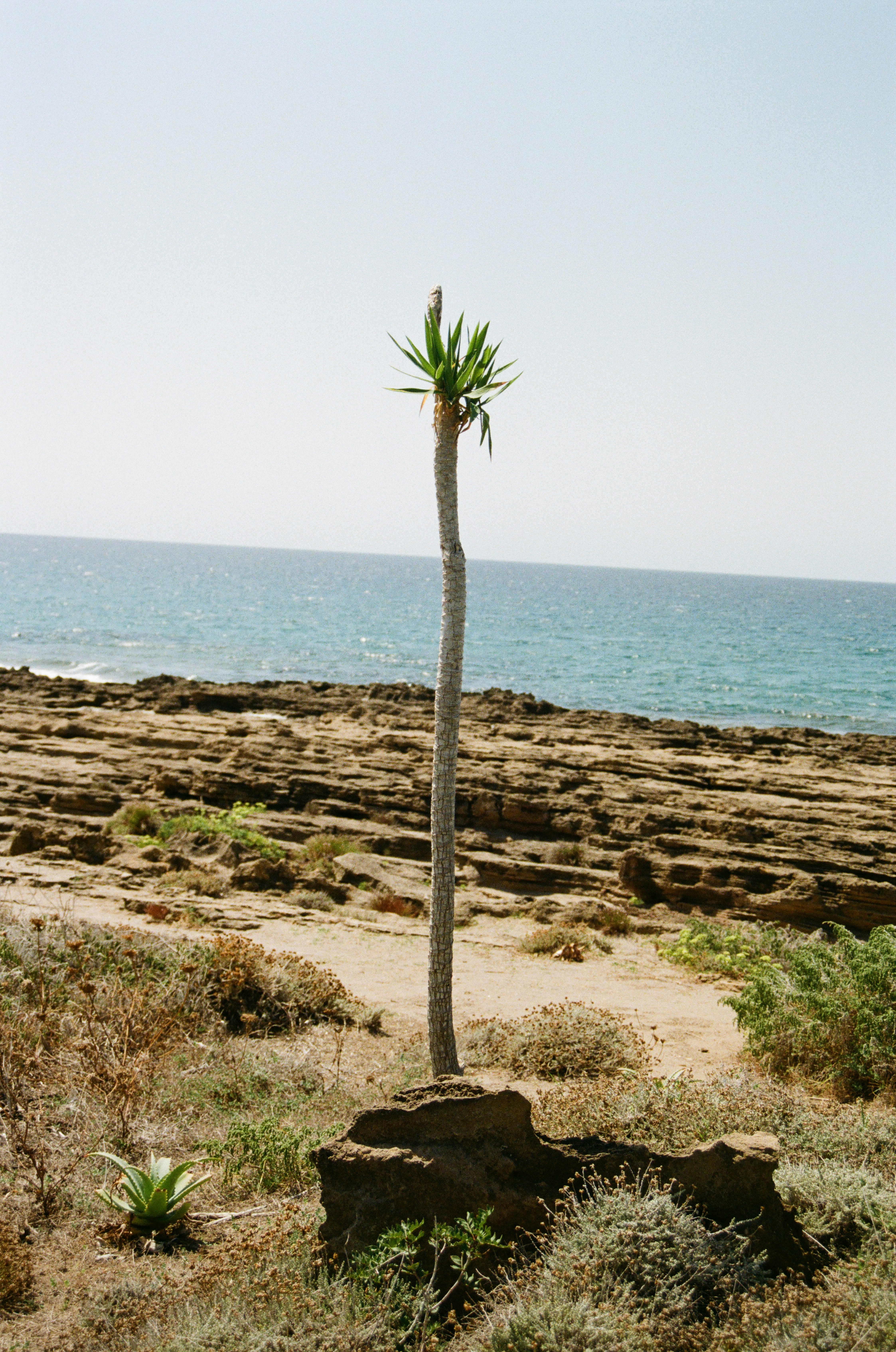 Tall, slender palm tree rises from a rocky, semi-arid coastline, with the turquoise sea and pale sky in the background. The scene emphasizes sparse vegetation and a stark horizon.