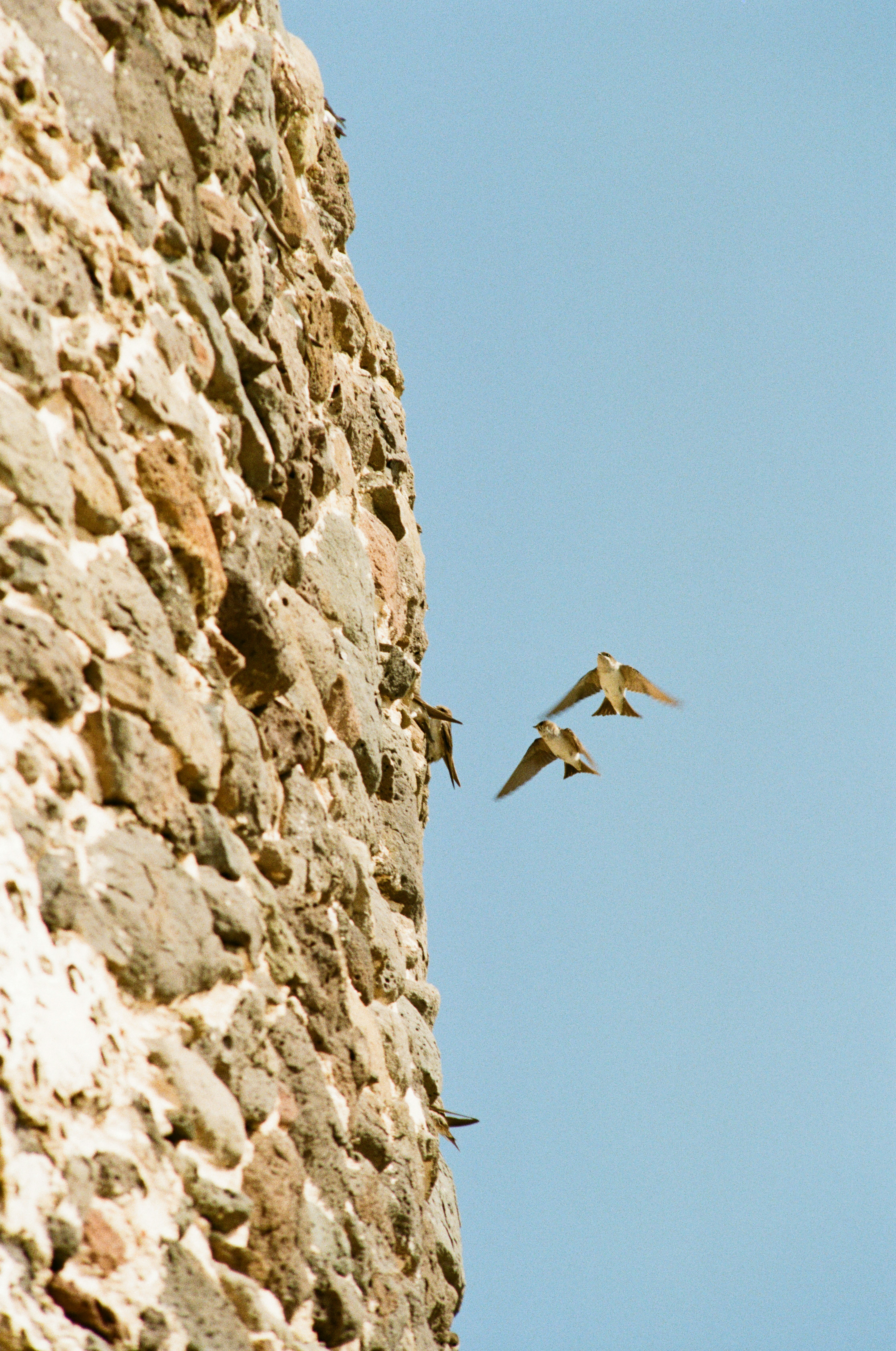Three swifts glide past a sunlit, textured stone wall against a clear blue sky.