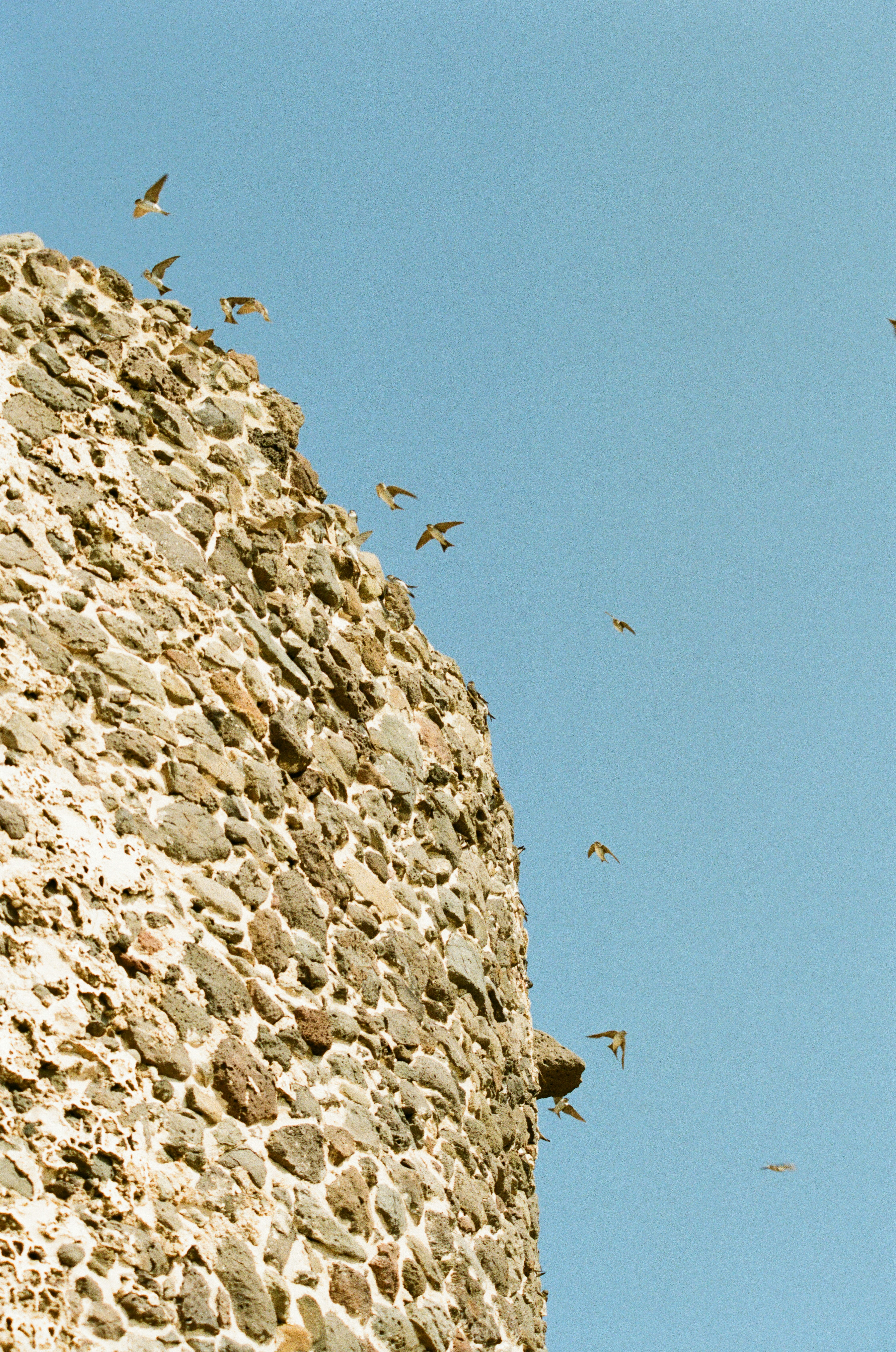 A flock of birds flying over a stone wall photo – Free Punta foghe ...
