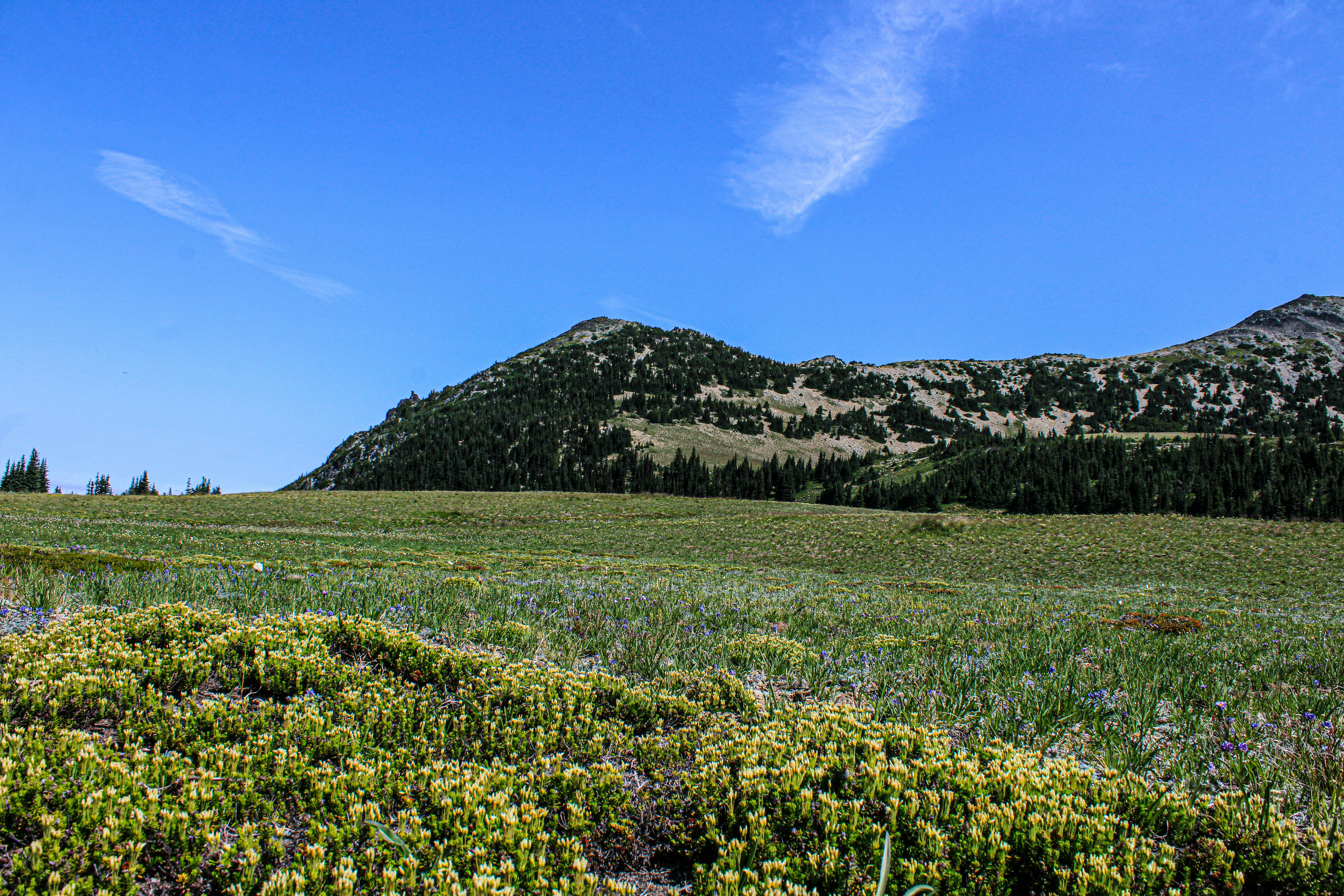 Cerulean Horizon: Alpine Meadow Bloom at the Foot of a Rugged Ridge