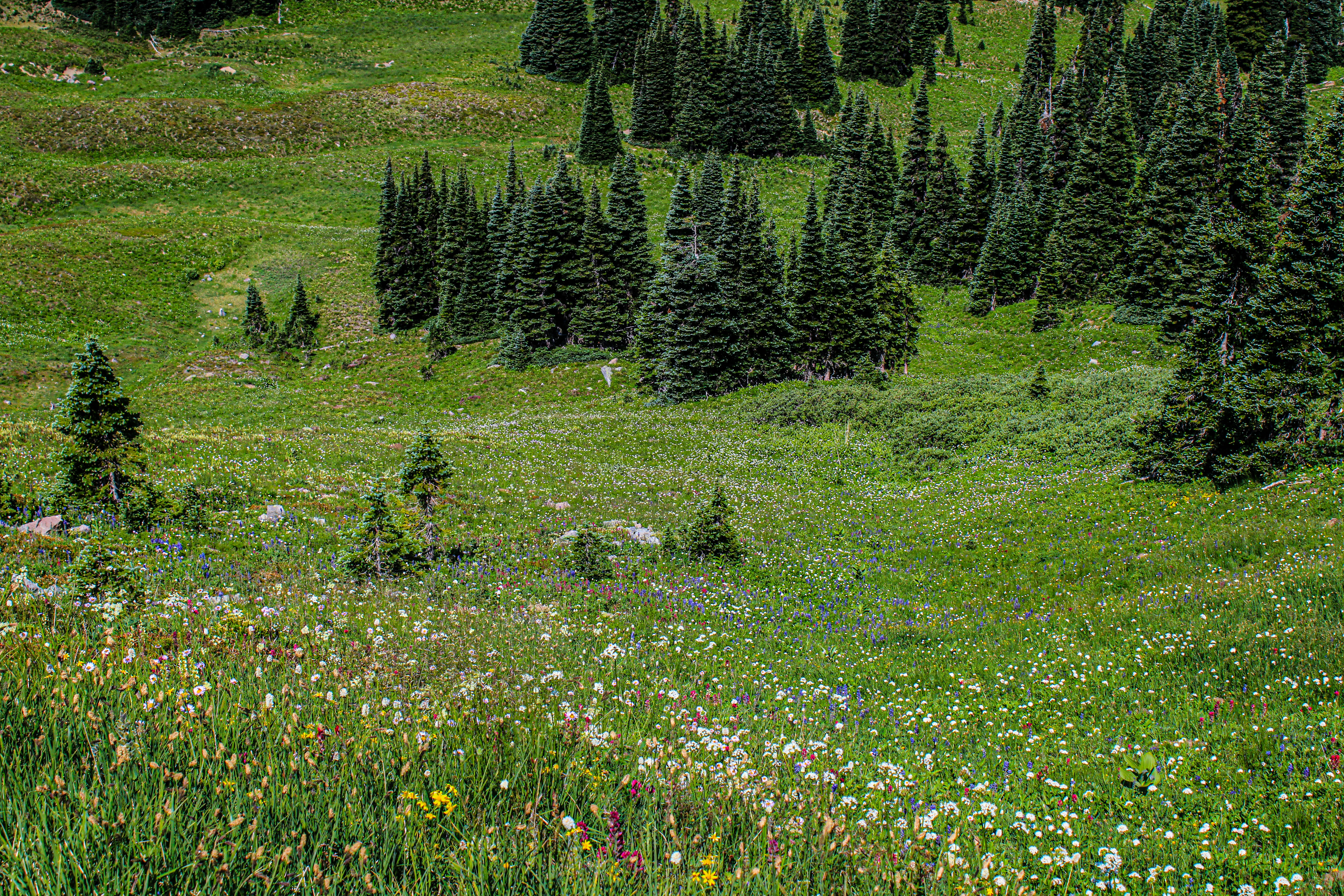 Alpine Meadow in Bloom Under a Ridge of Pines