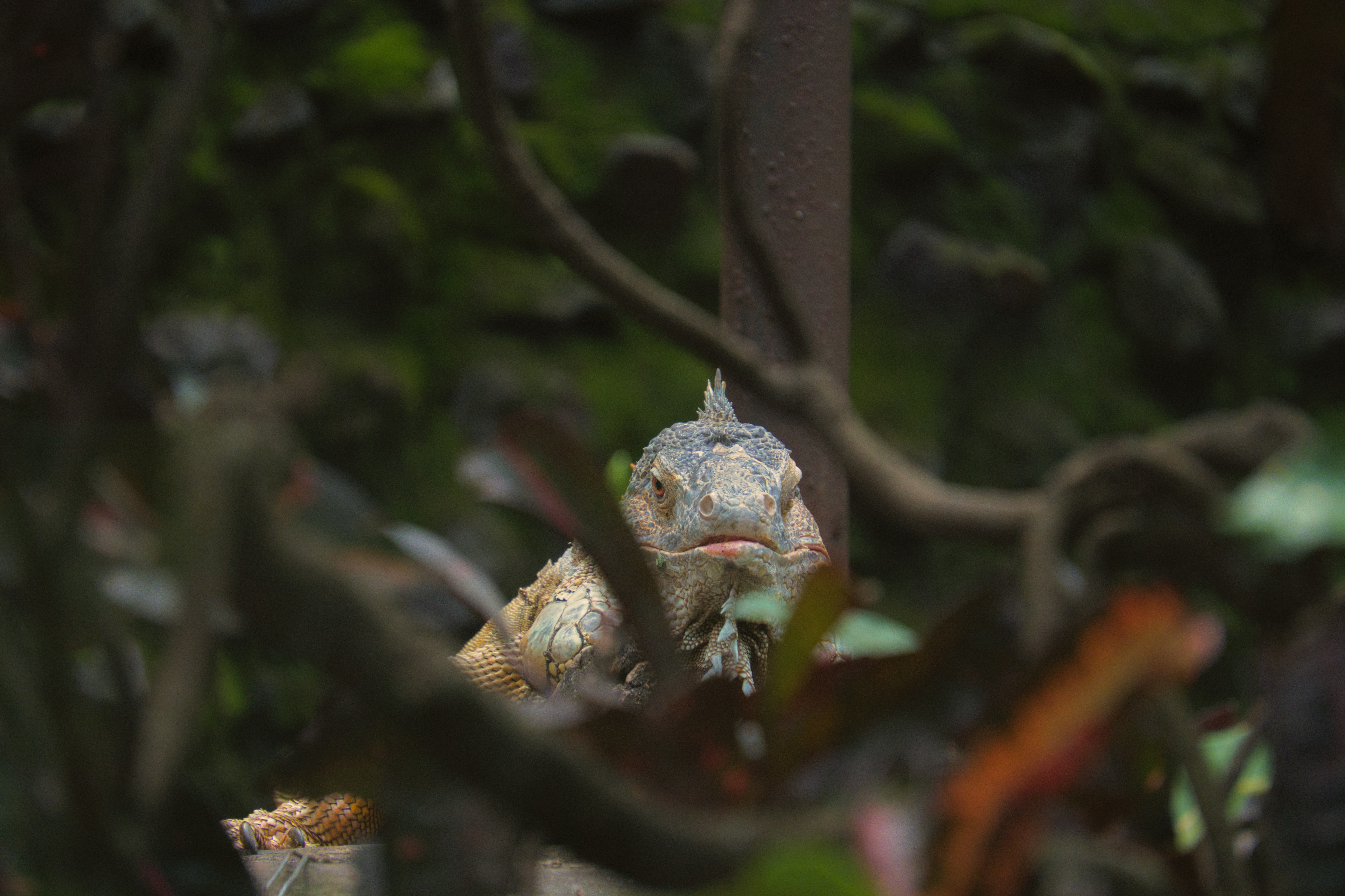 Veiled Gaze: A Lizard Peeks Through a Jungle Web