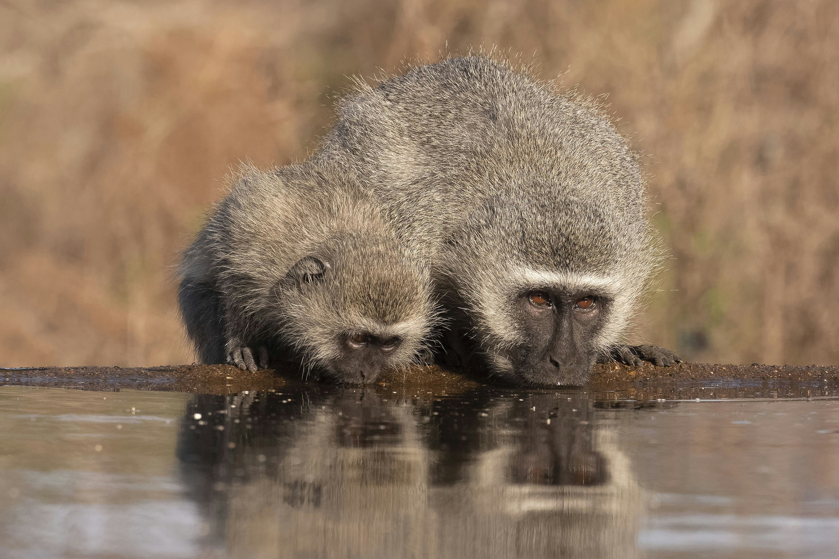 Gaze at the Waterline: Two Olive Baboons and Their Quiet Reflection