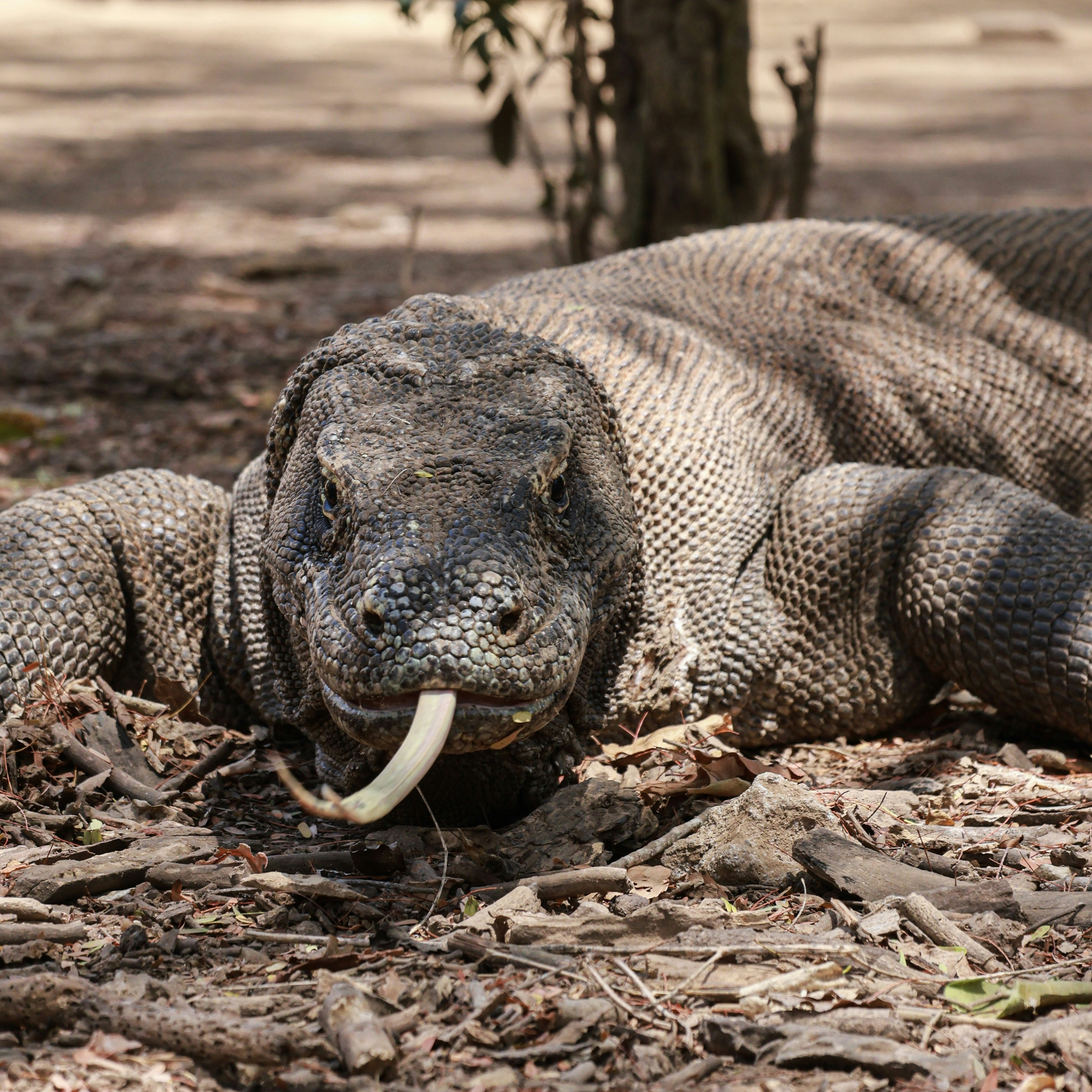 A large lizard laying on the ground in the woods photo – Free Land ...