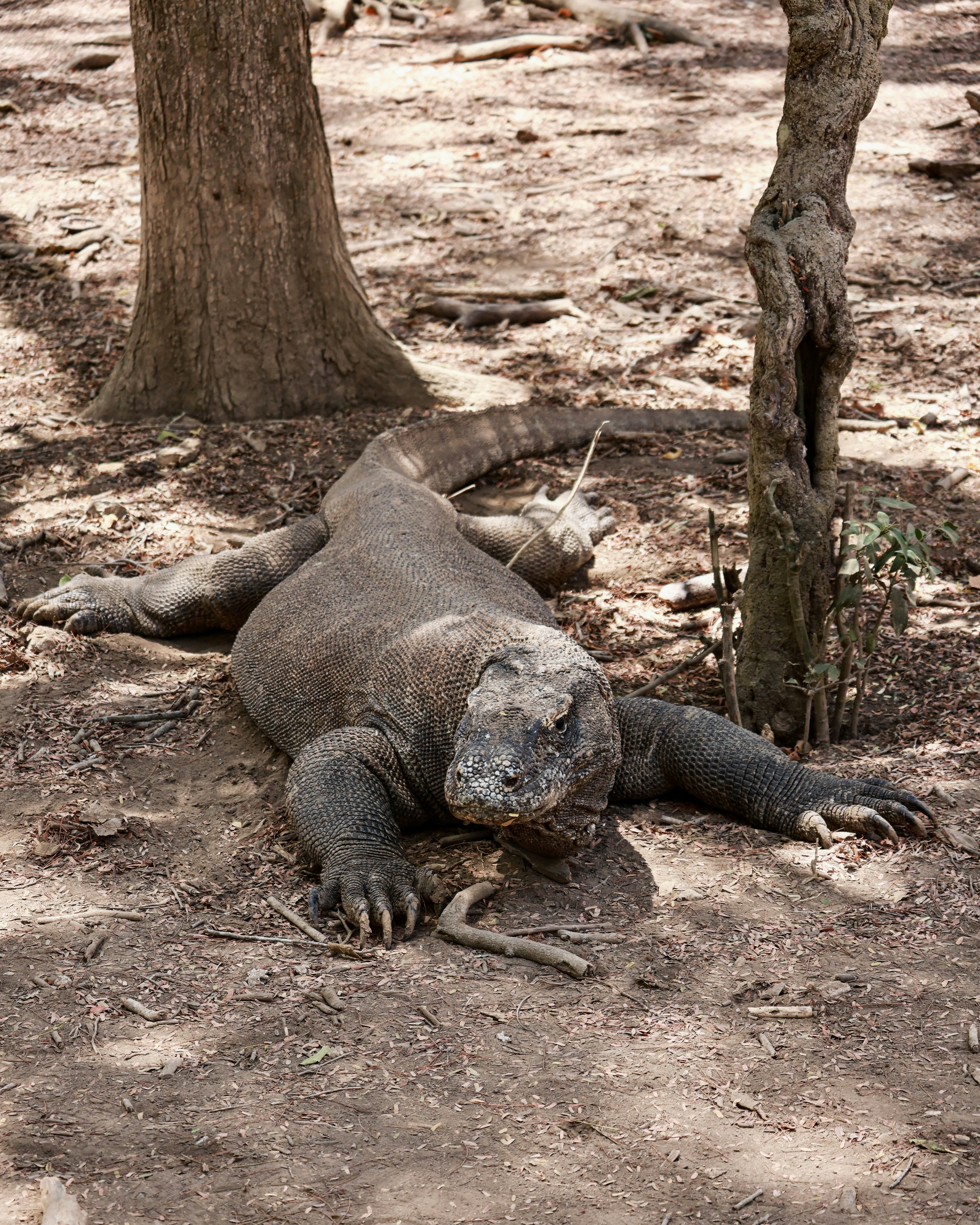 A large lizard laying on the ground next to a tree photo – Free Land ...
